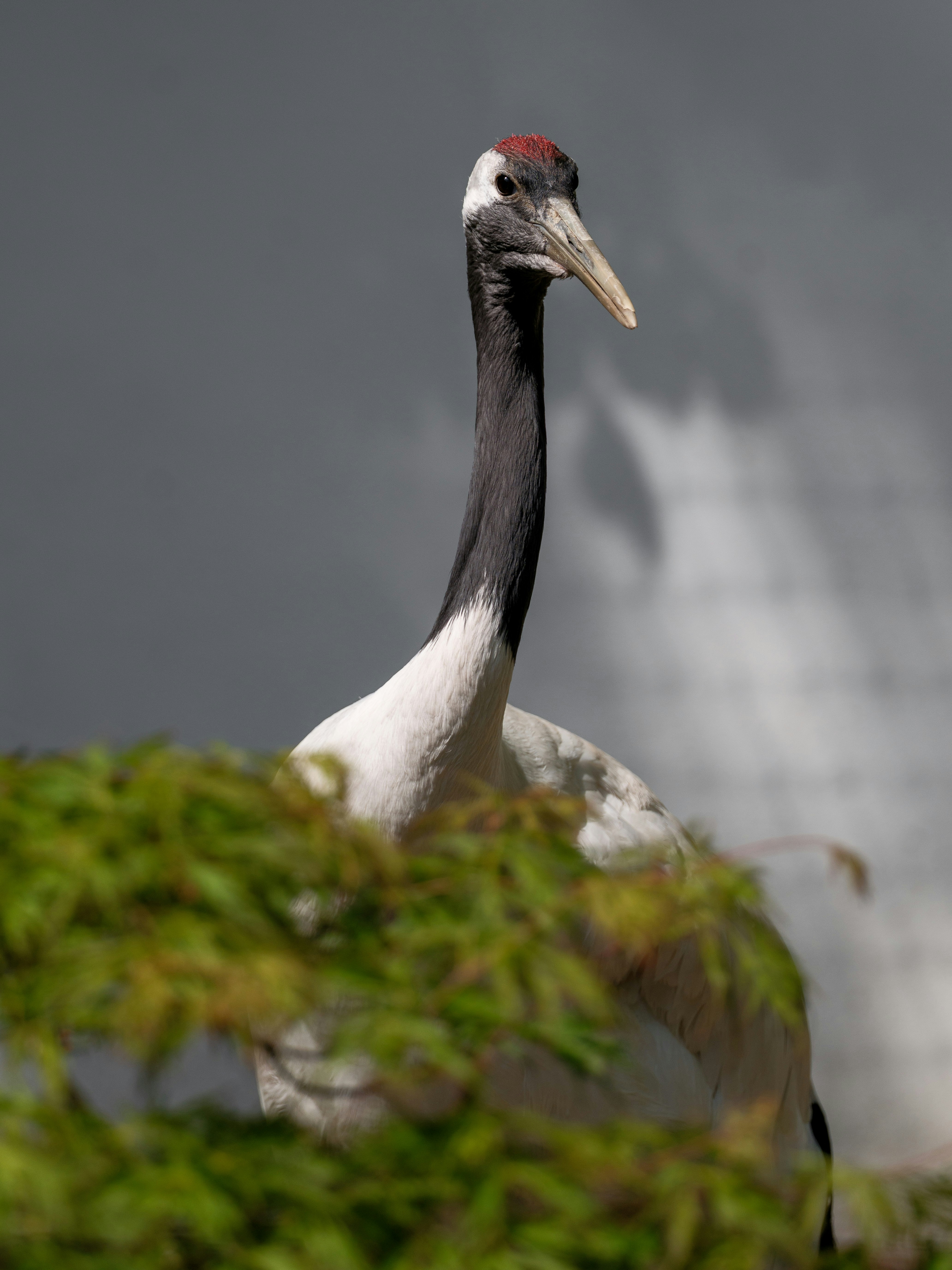 The Regal Stance of the Crane
