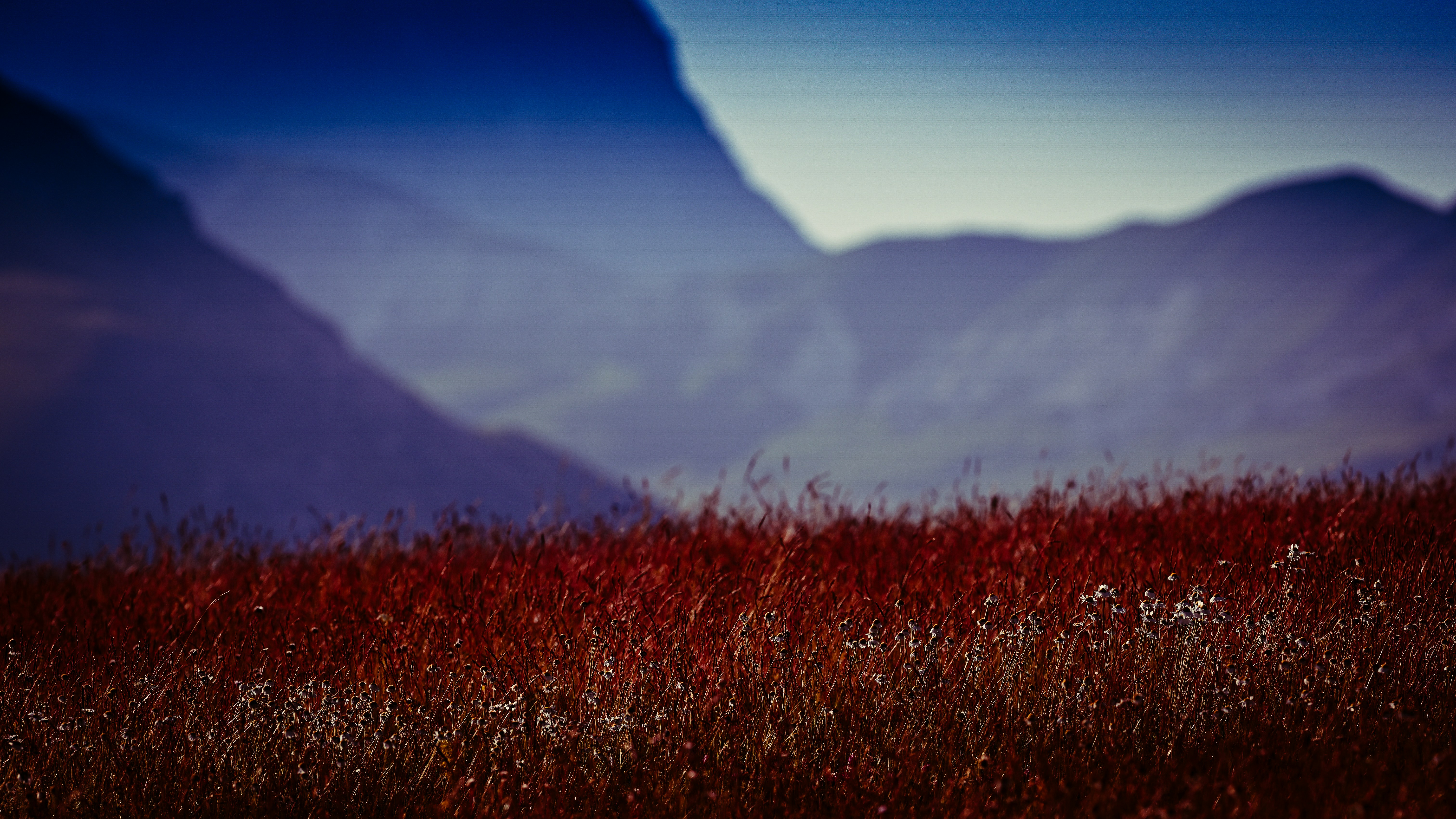 Mountains loom behind a field of red and tan grass. photo – Free ...