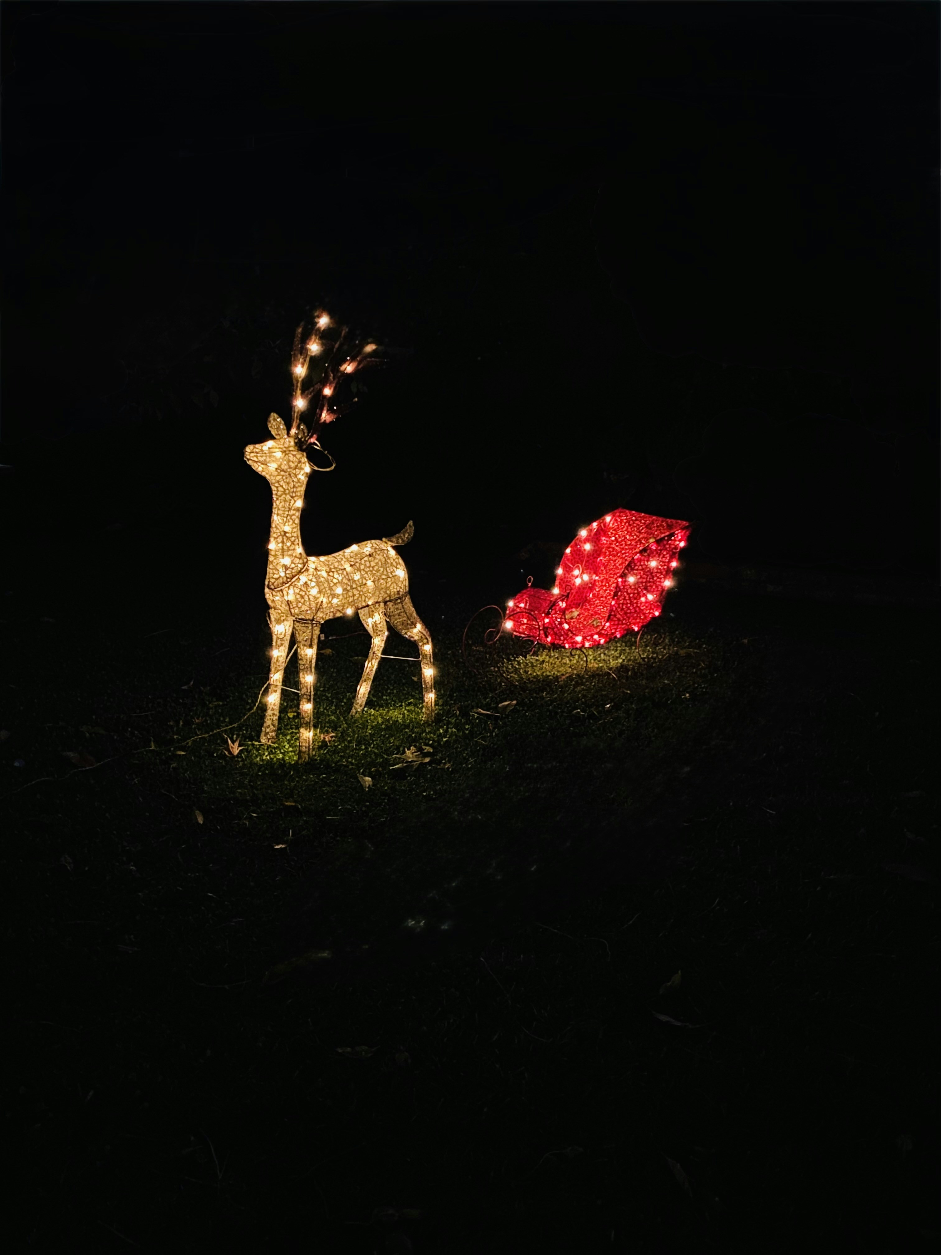 Twinkling Holiday Companions in a Winter Wonderland