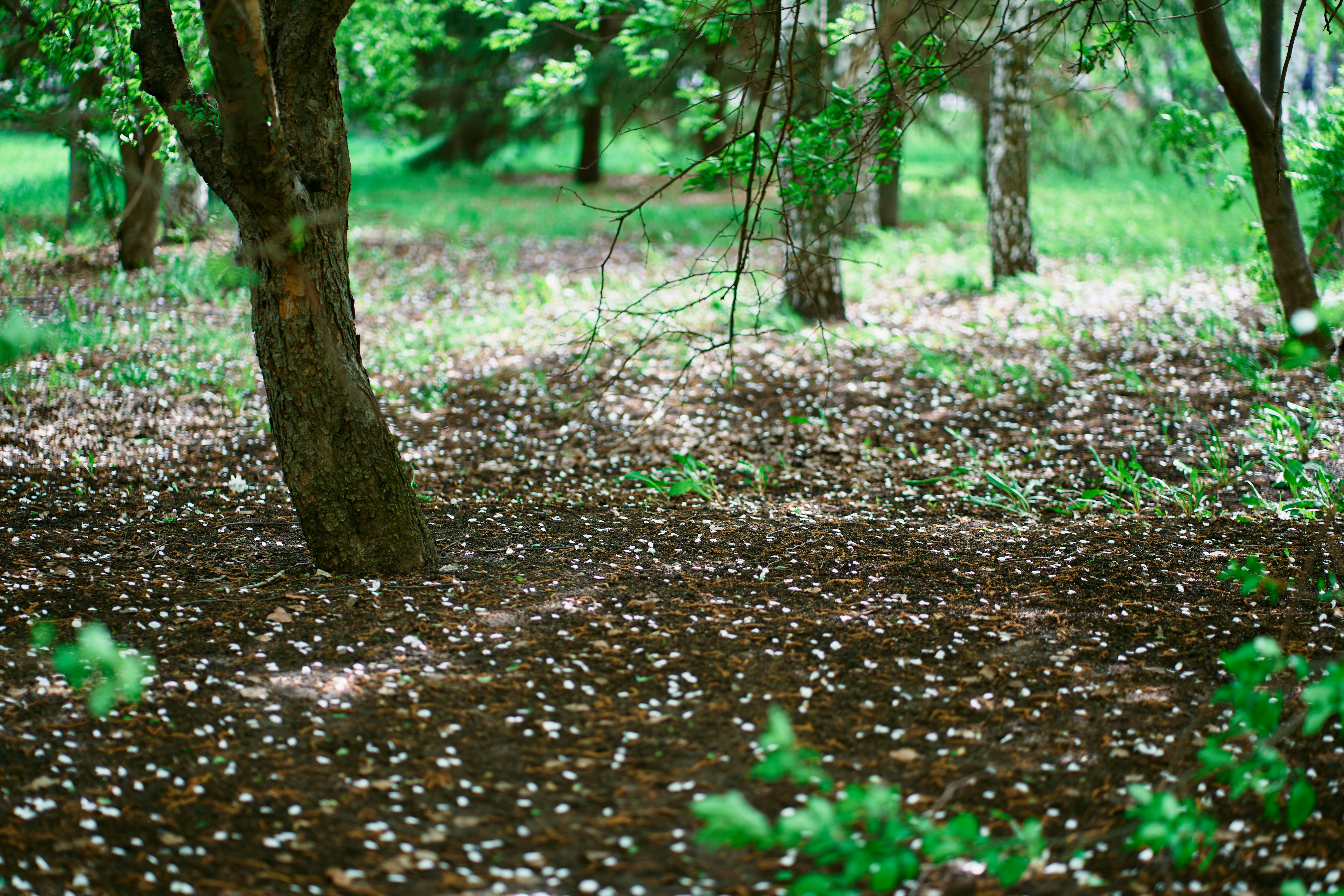 Petal Carpet under a Green Canopy