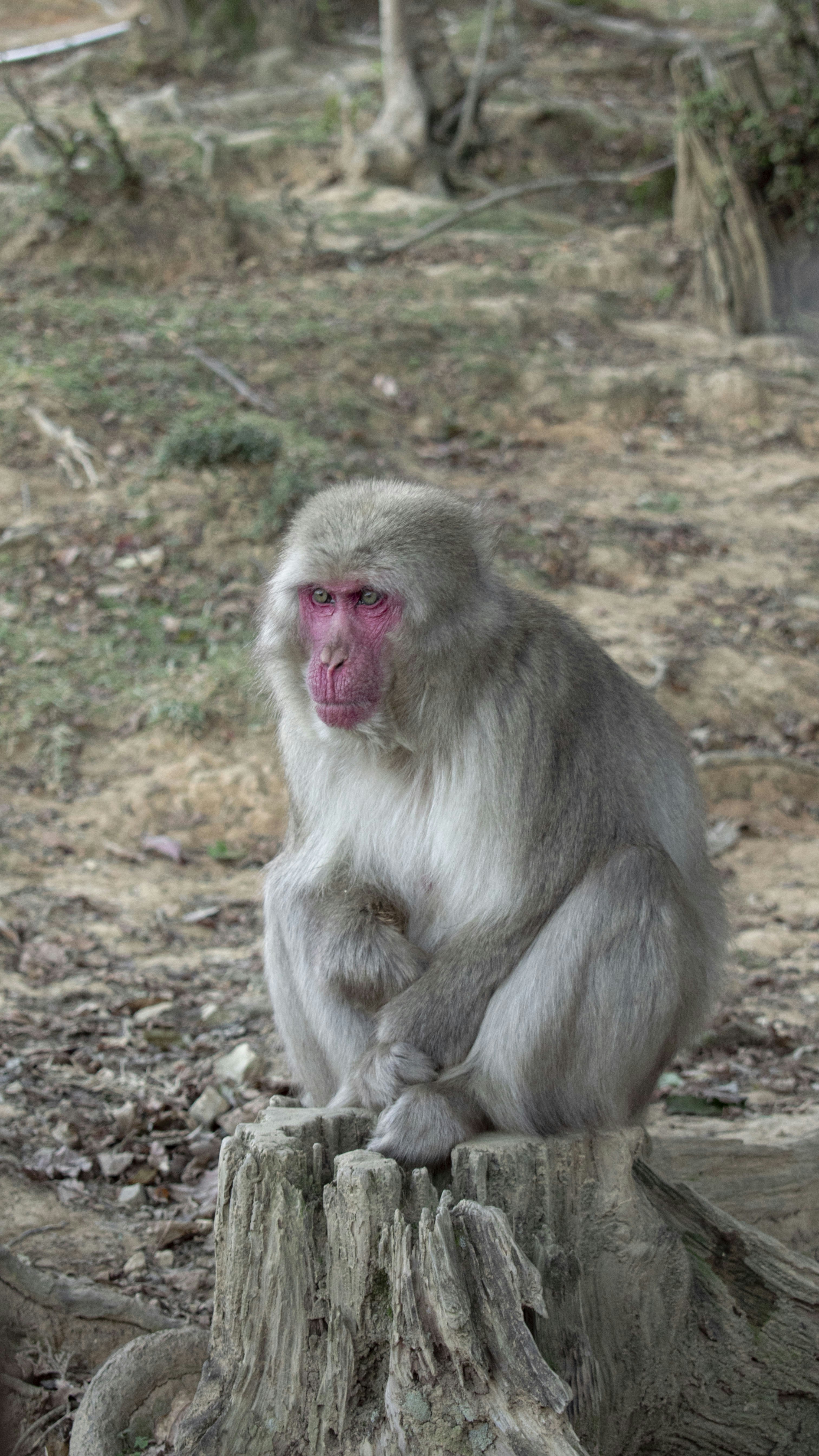 Contemplative macaque on a mossy stump in a quiet forest clearing