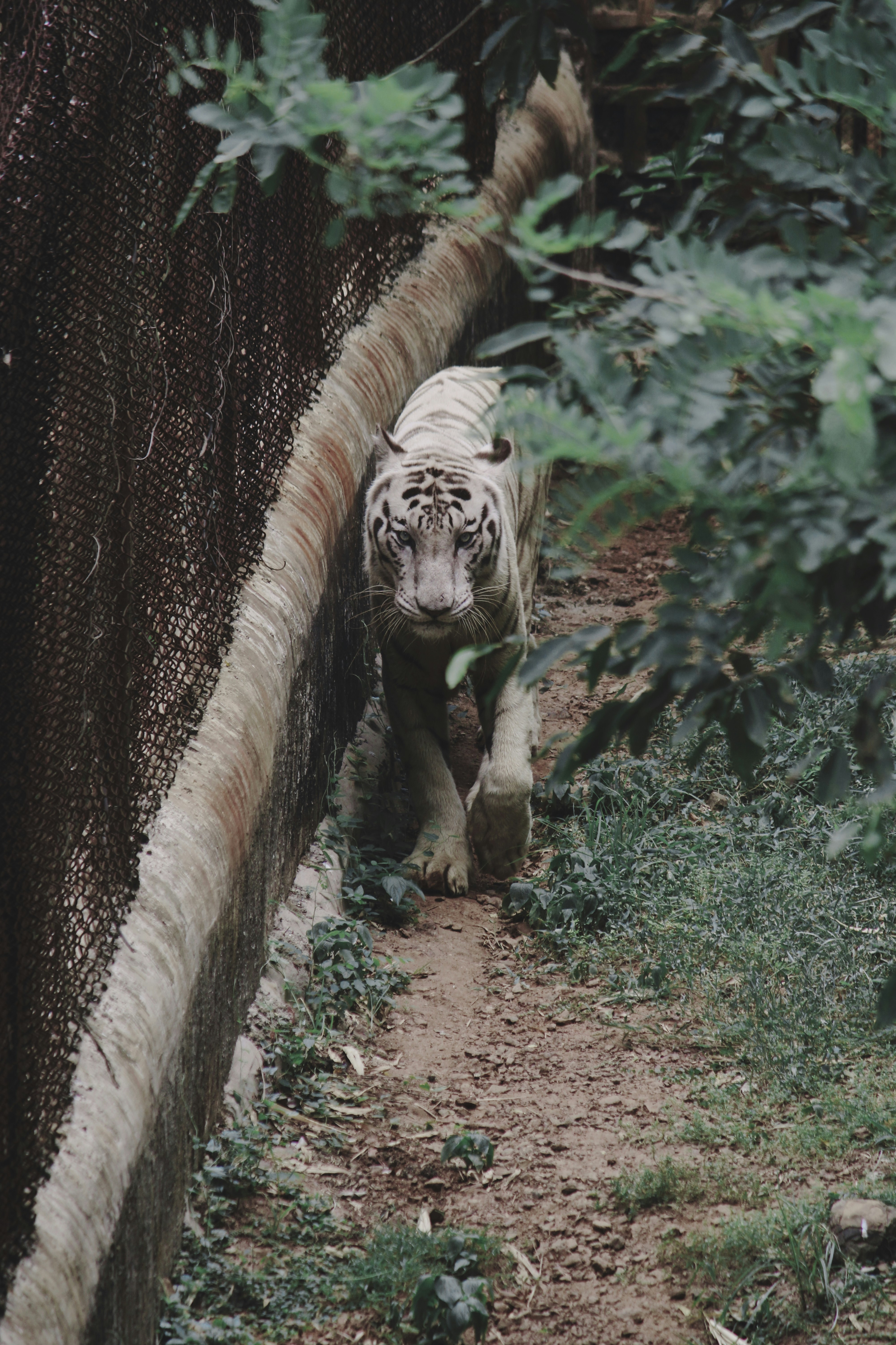 A white tiger navigates a narrow path surrounded by foliage and a protective barrier, embodying grace and strength.