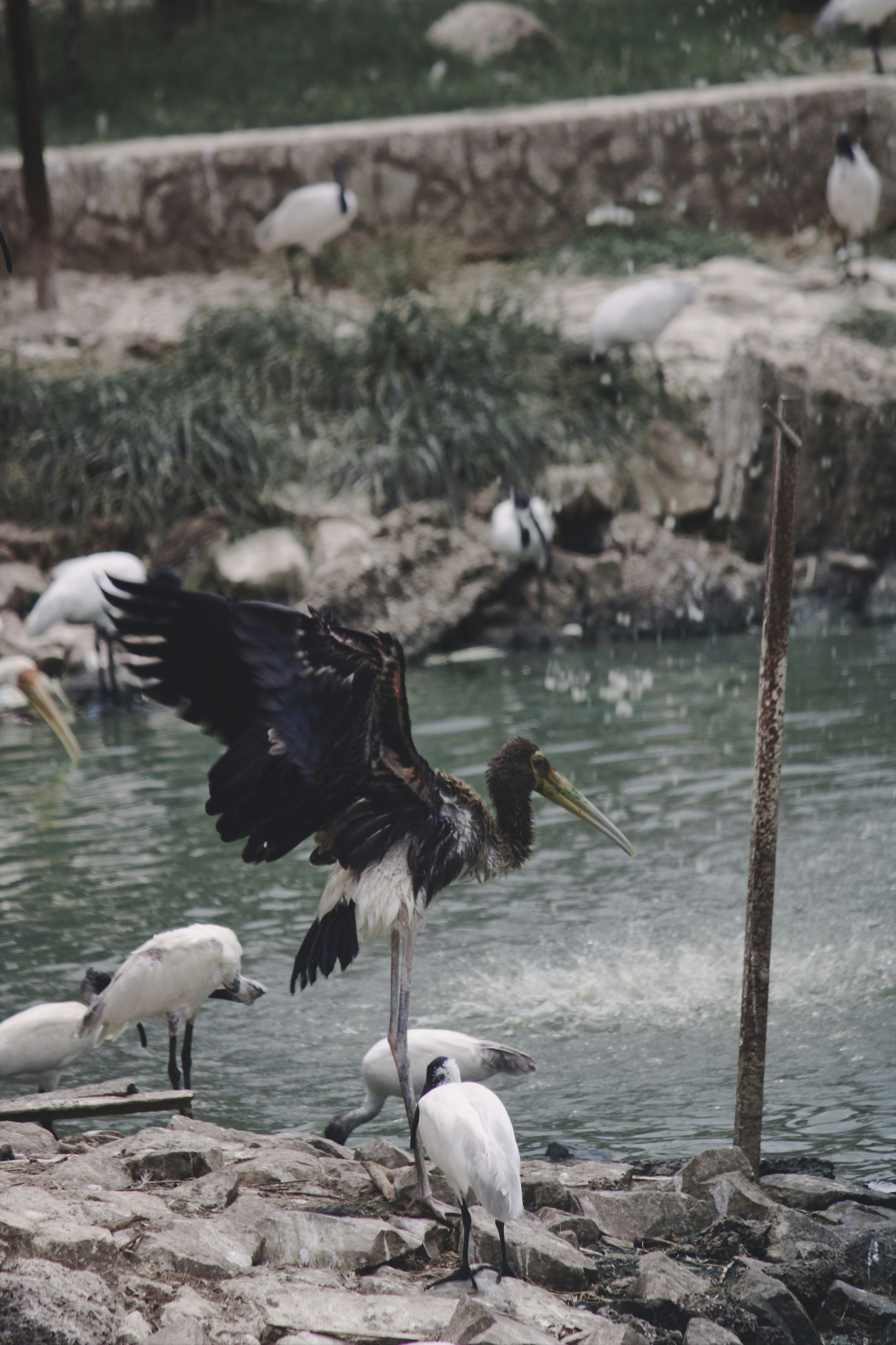 Wingbeat Over the Pebble Shore: A Cormorant's Moment Among Egrets