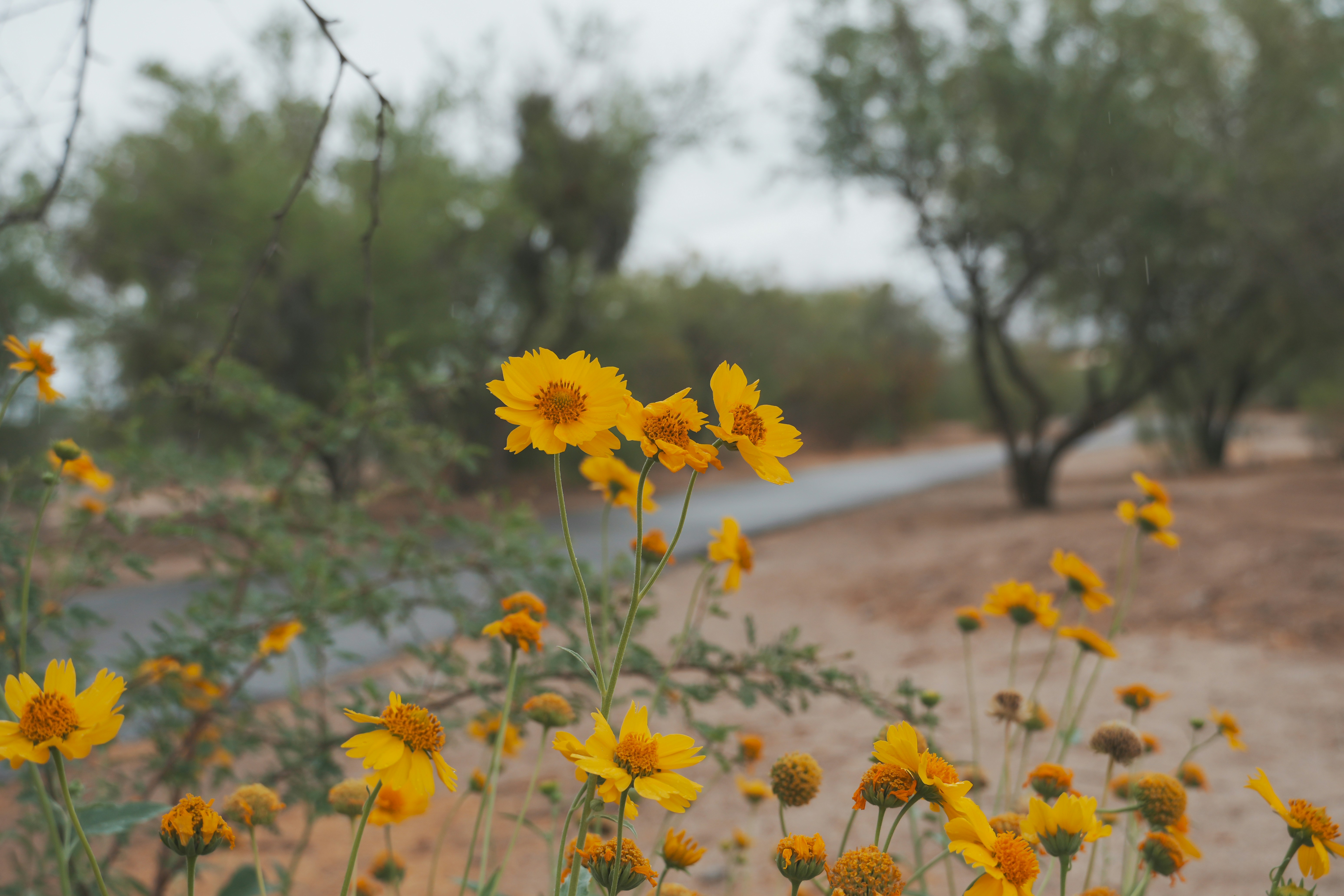 Canary Daisies Lead the Eye Along a Rustic Roadside