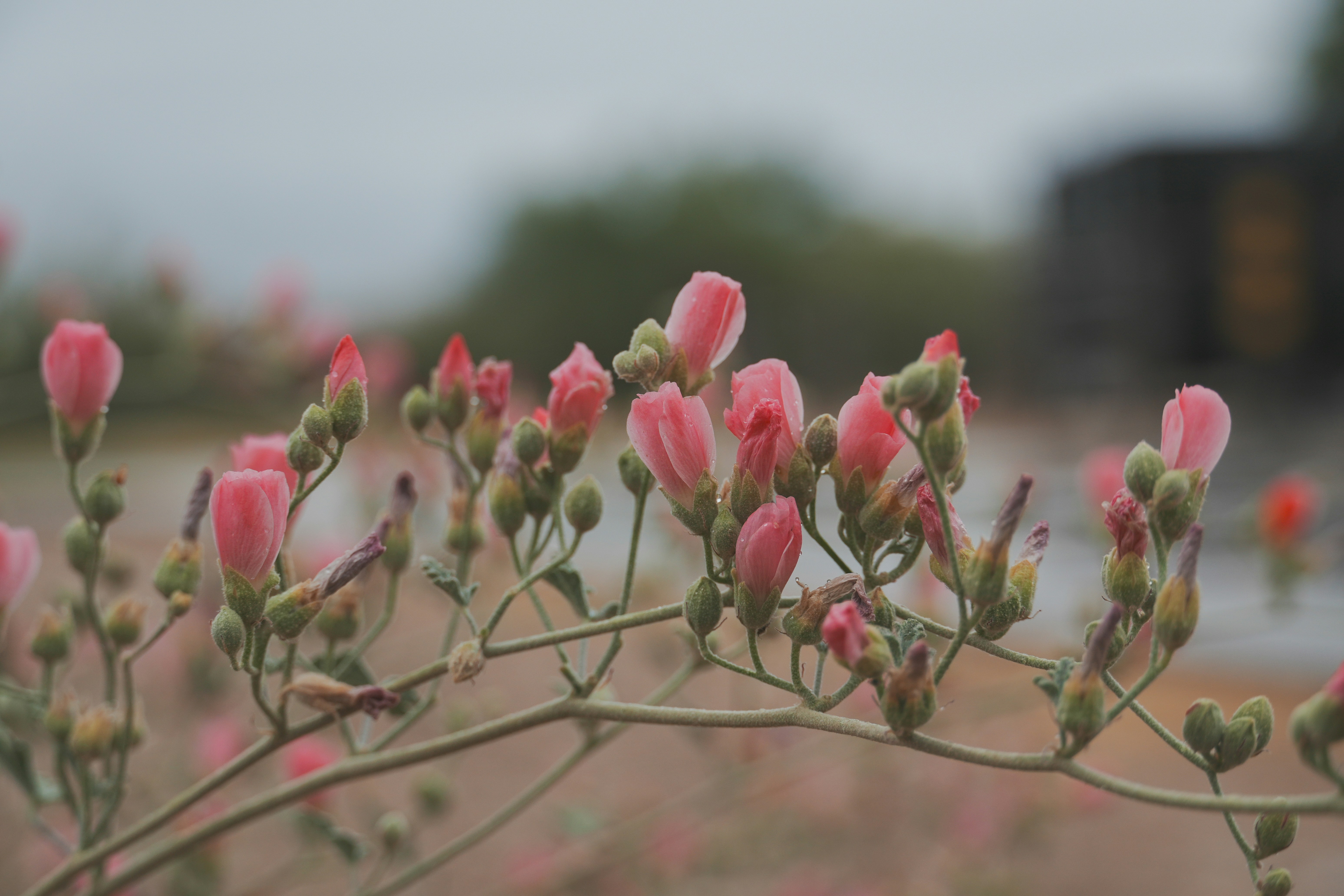 Tender Pink Buds on a Delicate Branch, Framed by a Soft Horizon Blur