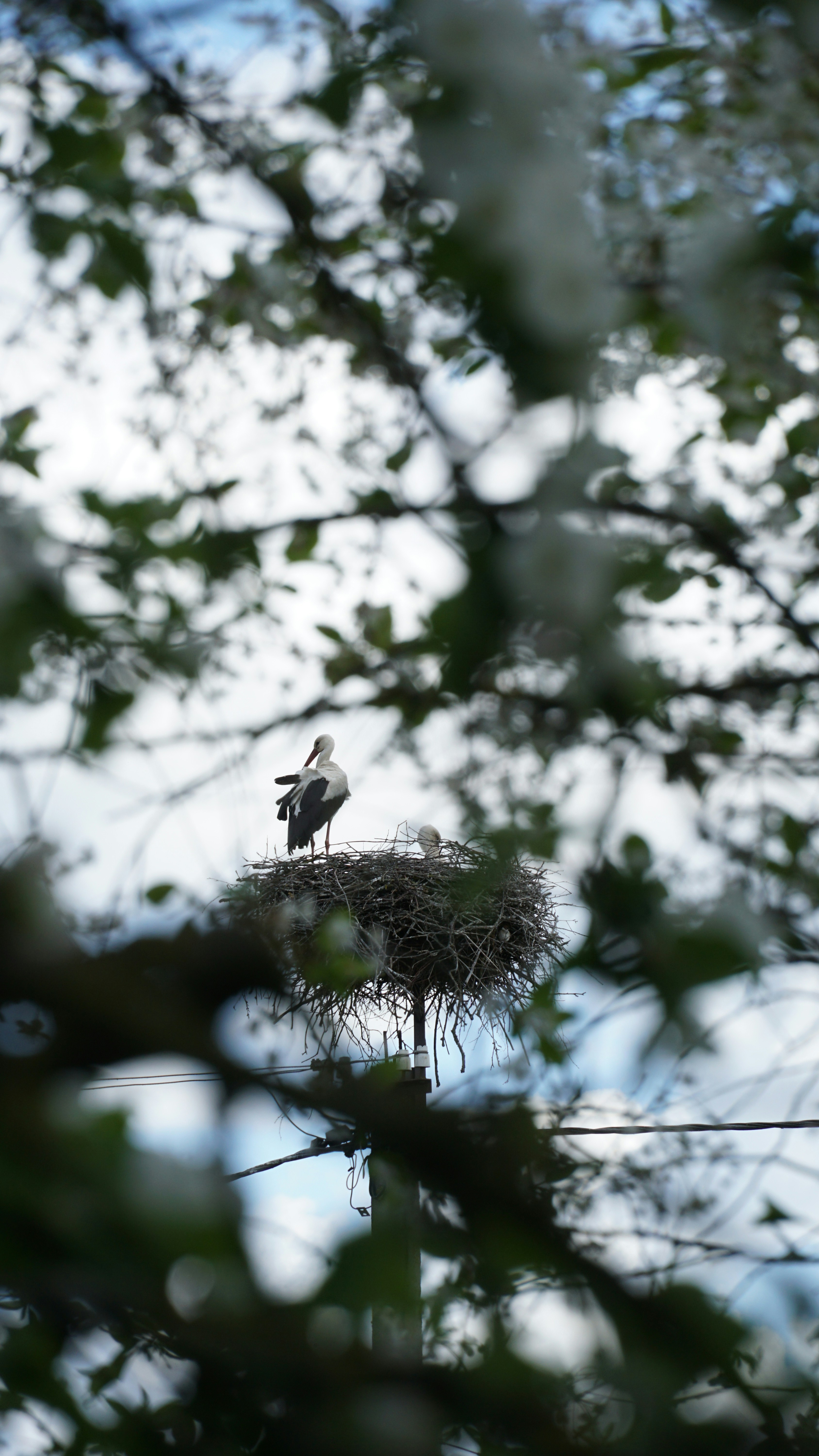 Nest Watcher: A Sturdy Stork Graces Its High Perch