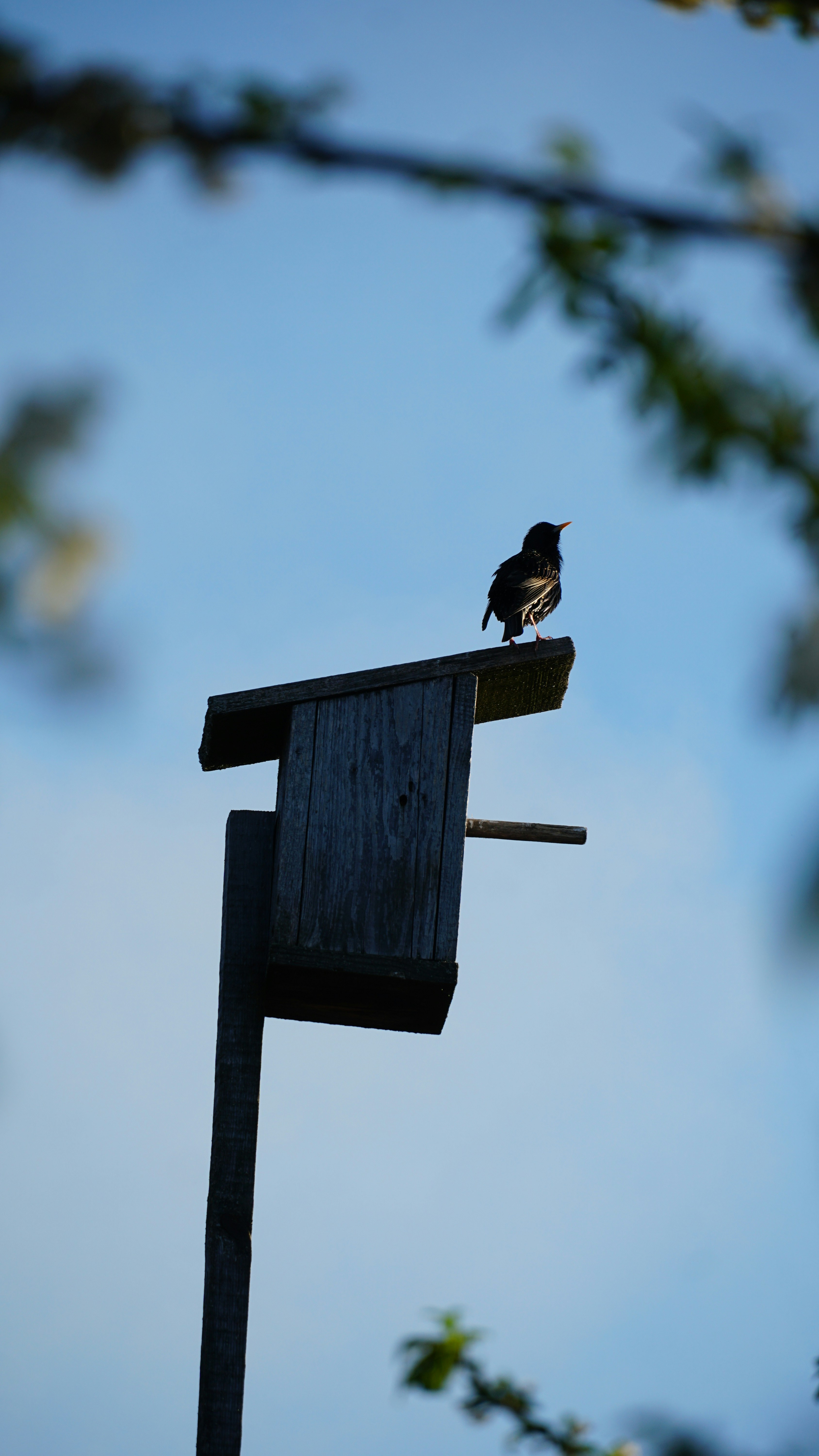 Solitary bird perched atop a weathered birdhouse against a crisp blue sky