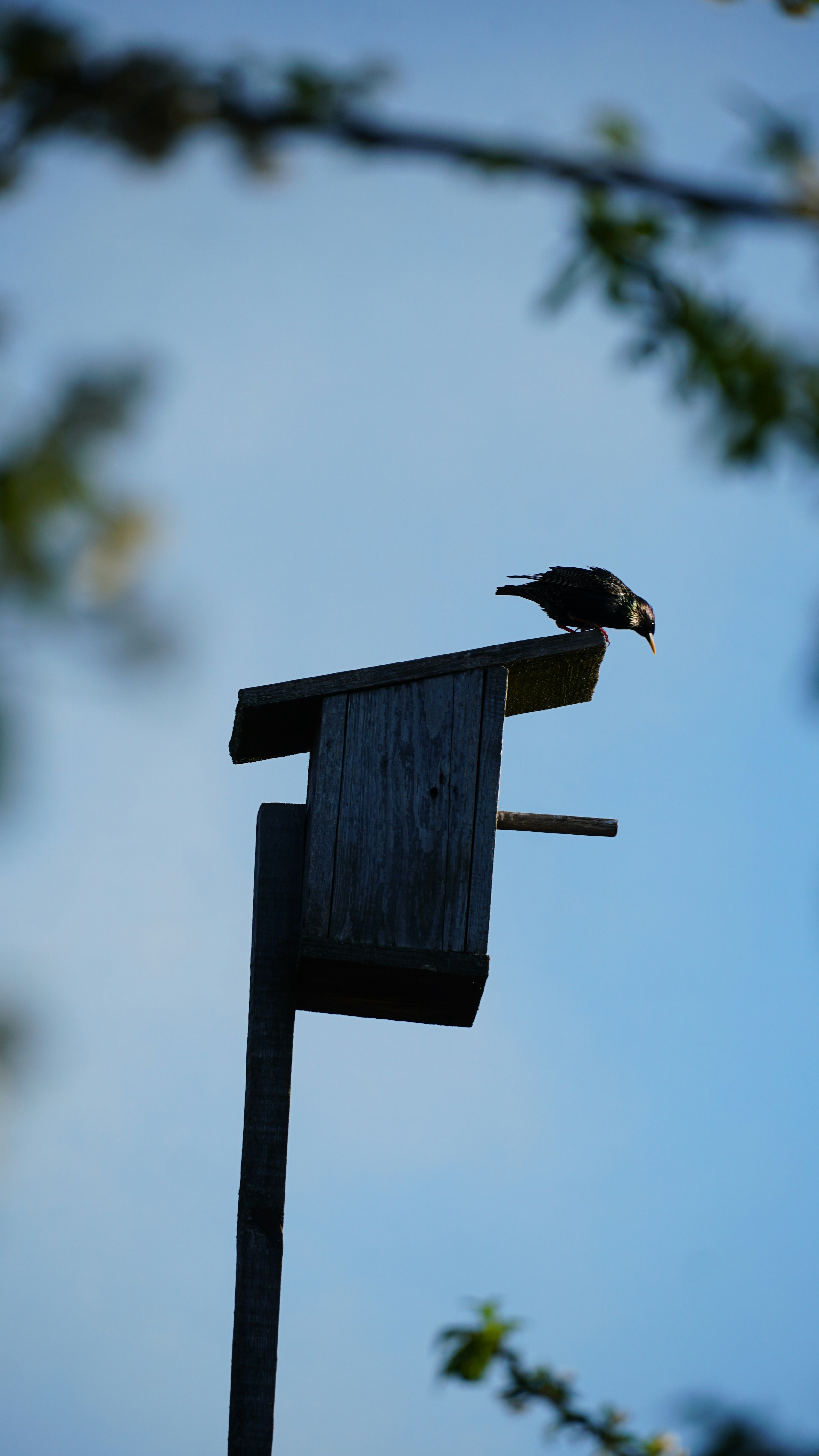 Mid-Flight Silence: A Crow Perched on a Weathered Birdhouse