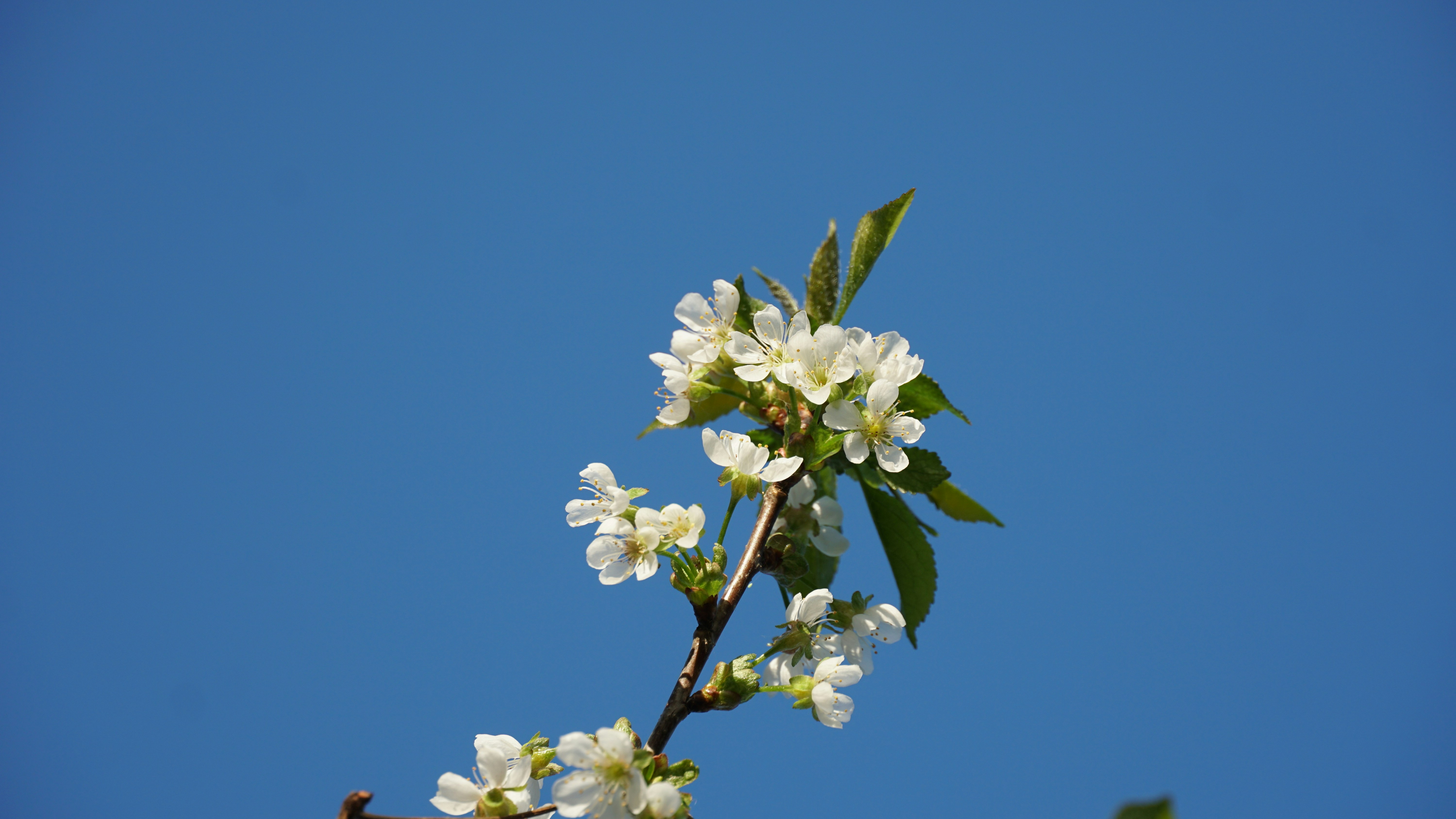 Cherry blossom branch