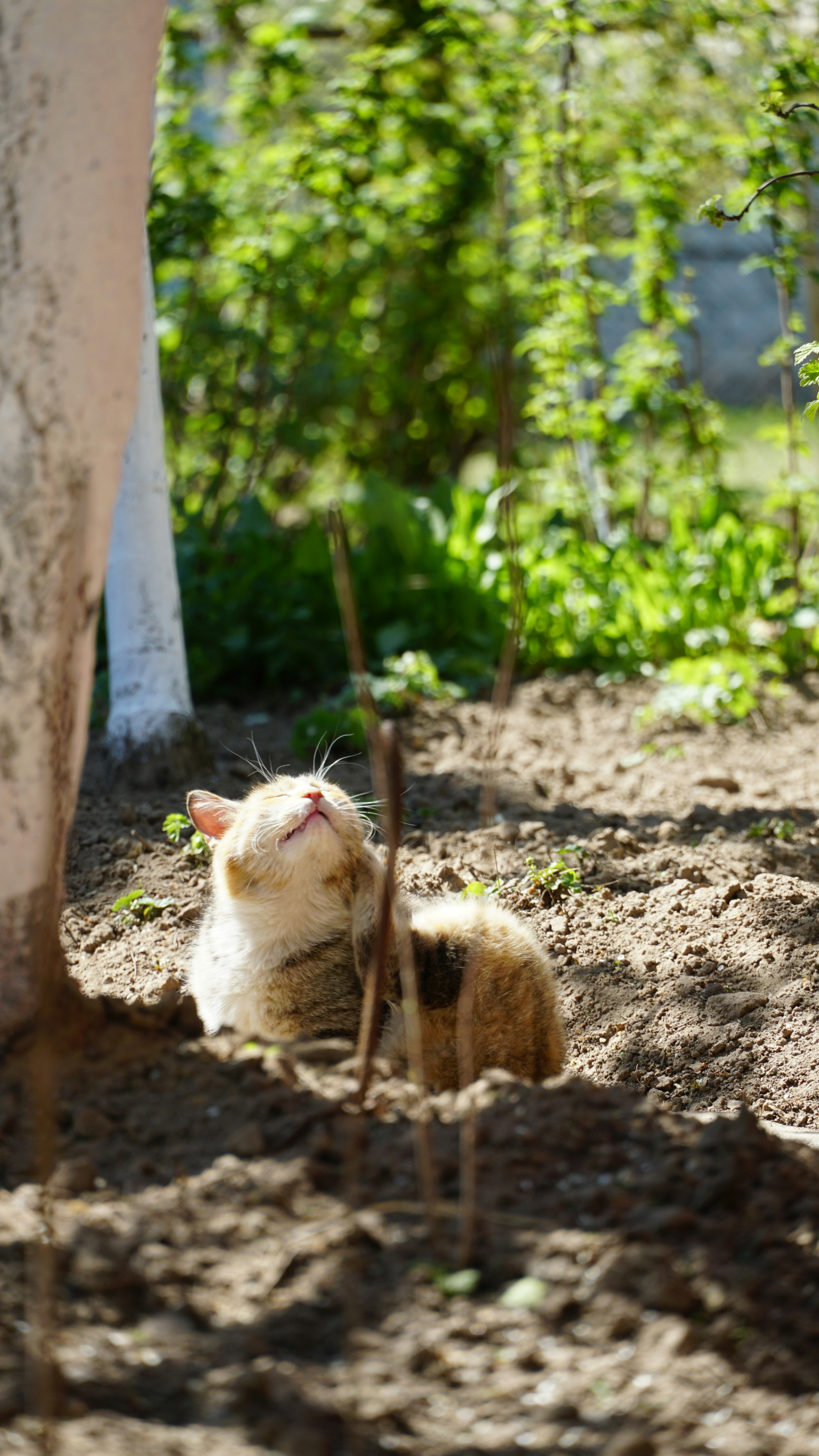 Sunlit Garden Cat: A Curious Feline Emerging from Fresh Soil