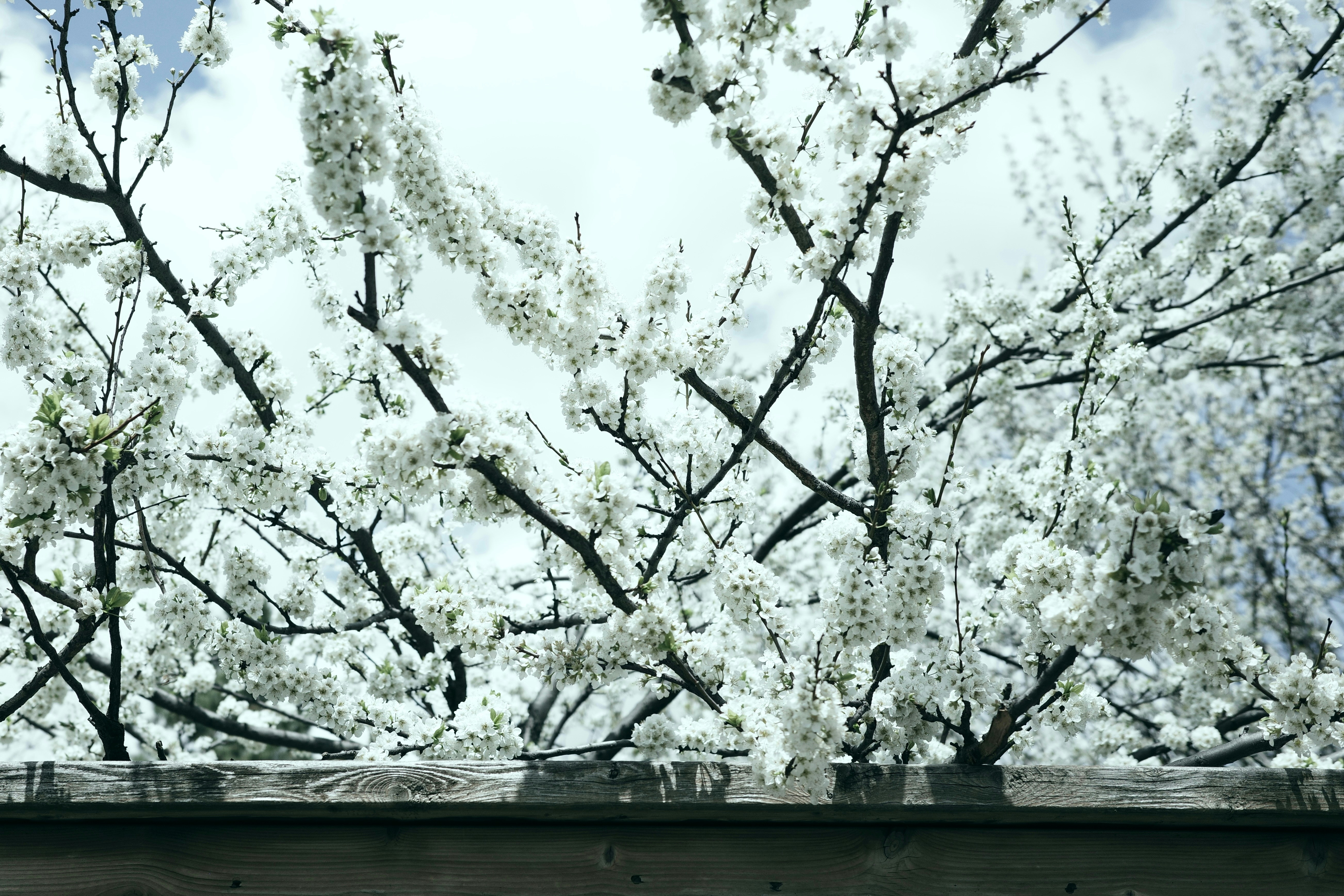 Canopy of White Blossoms Over a Weathered Roofline