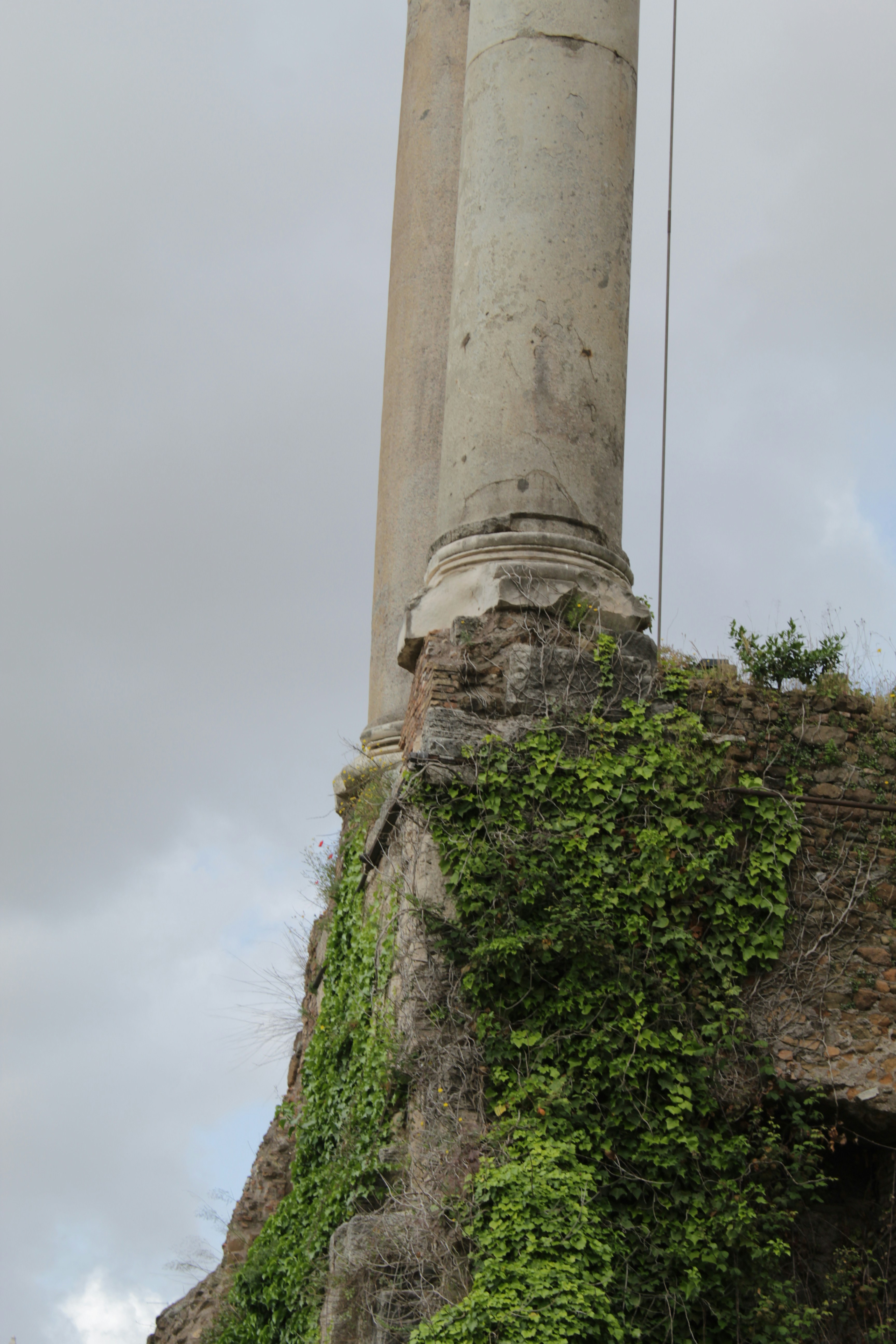 Ivied Column Emerges From a Weathered Ruin