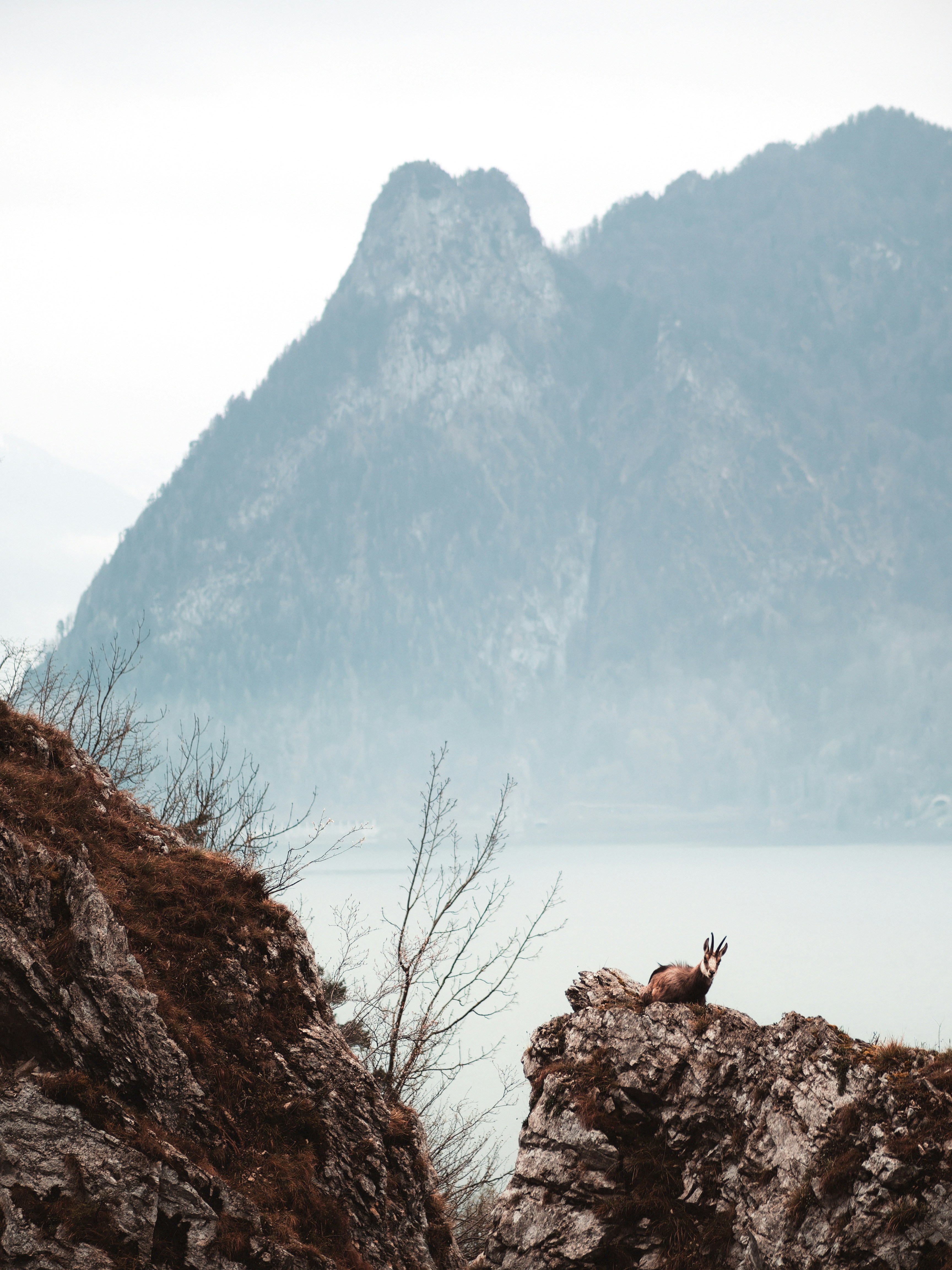 A solitary deer rests on a rocky outcrop overlooking a tranquil lake, framed by misty mountains in the background.