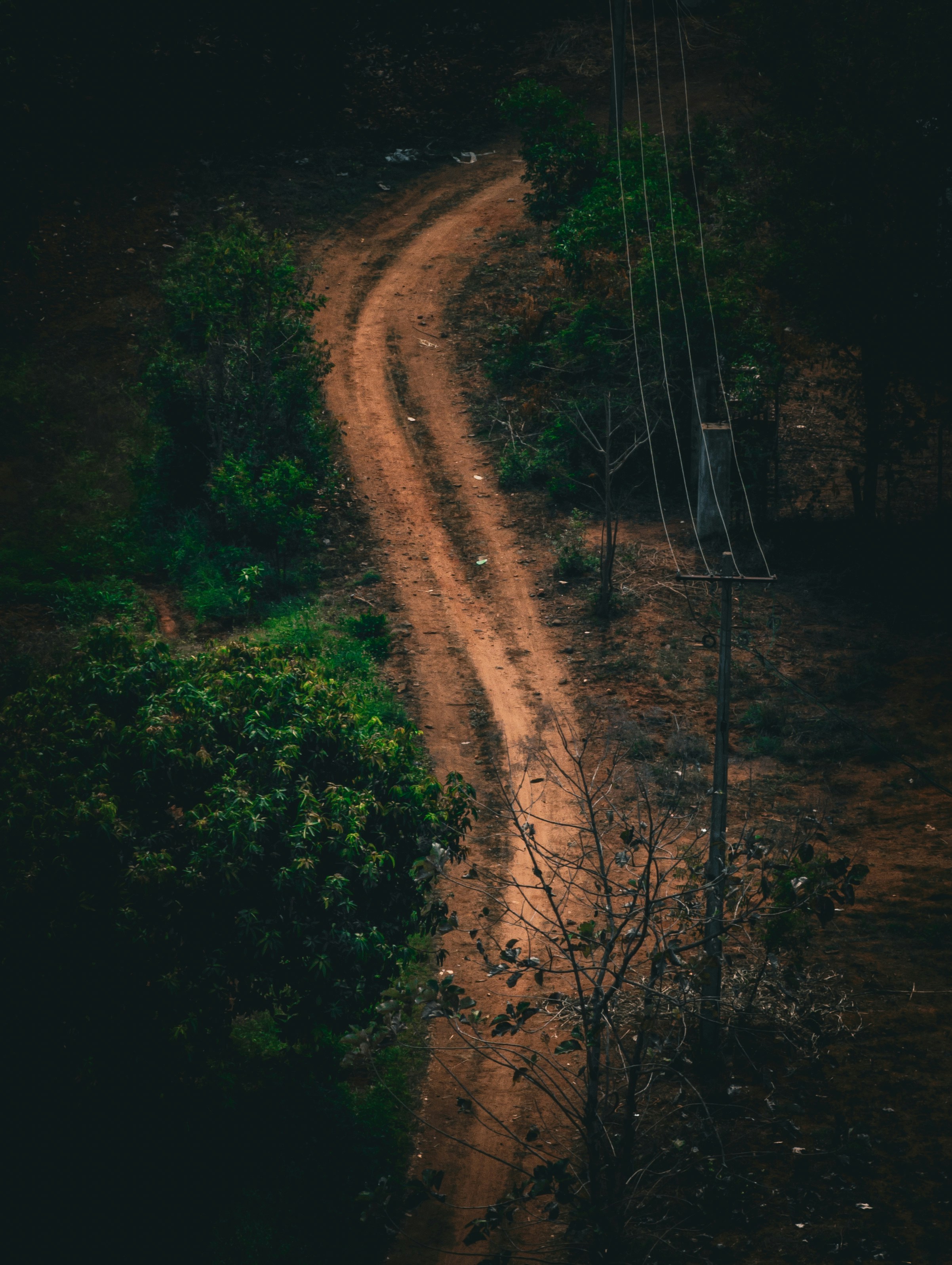 The Quiet Bend: A Dirt Road Winding Through a Shadowed Forest Beneath Power Lines