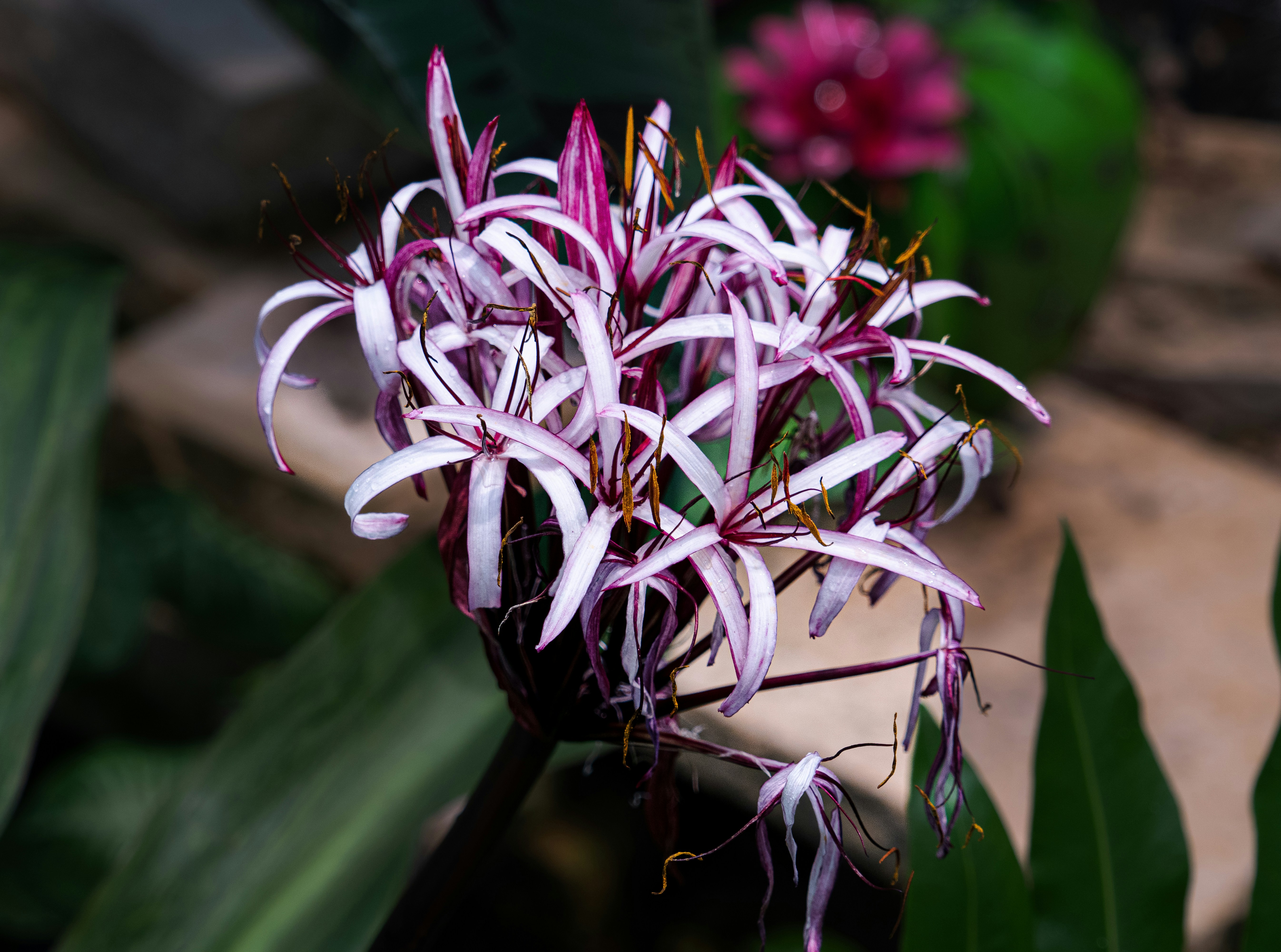 Lavender Spires: A Flower's Frayed Ribbon of Petals