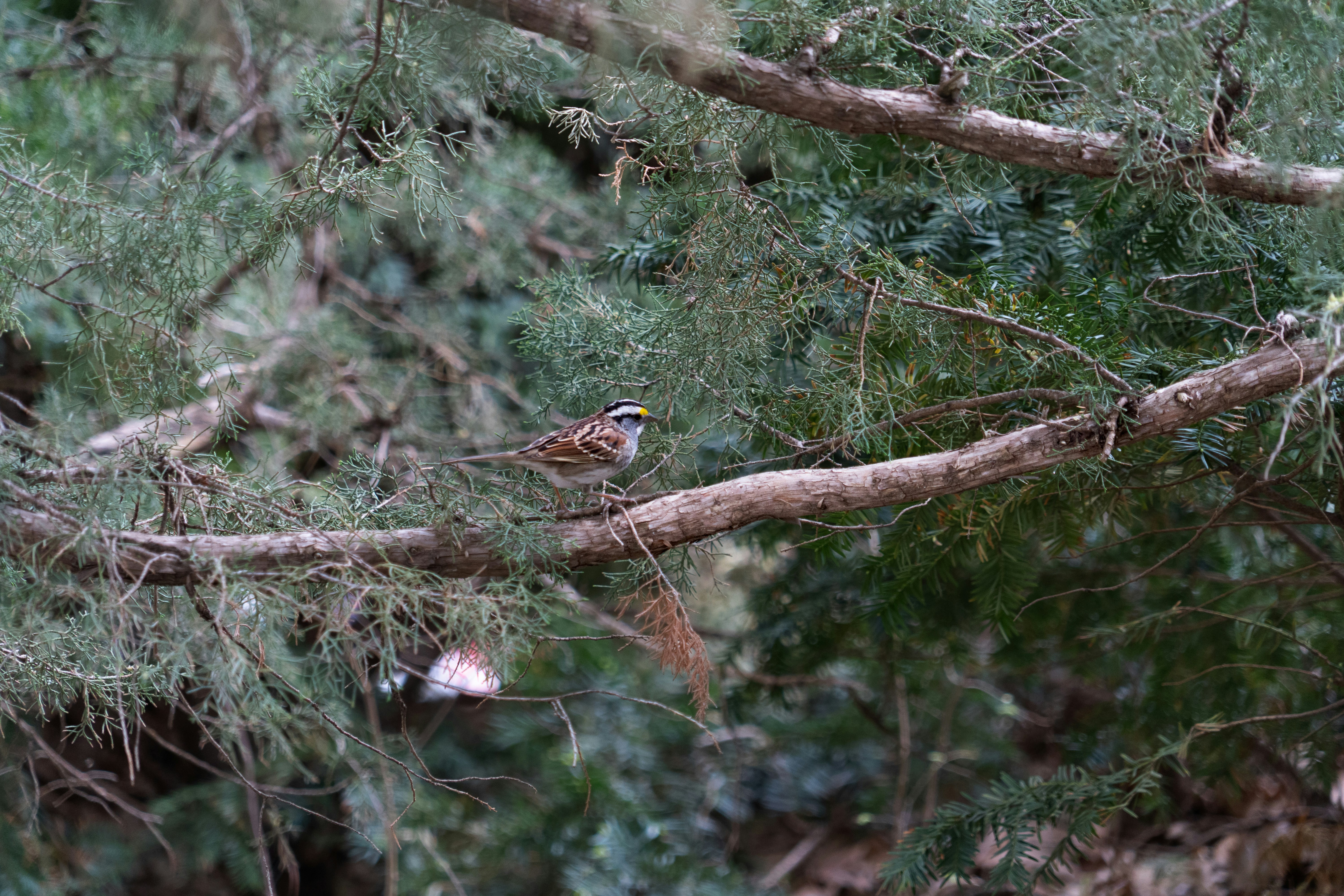 Whistler on a Cedar: A Tiny Song perched on a Branch