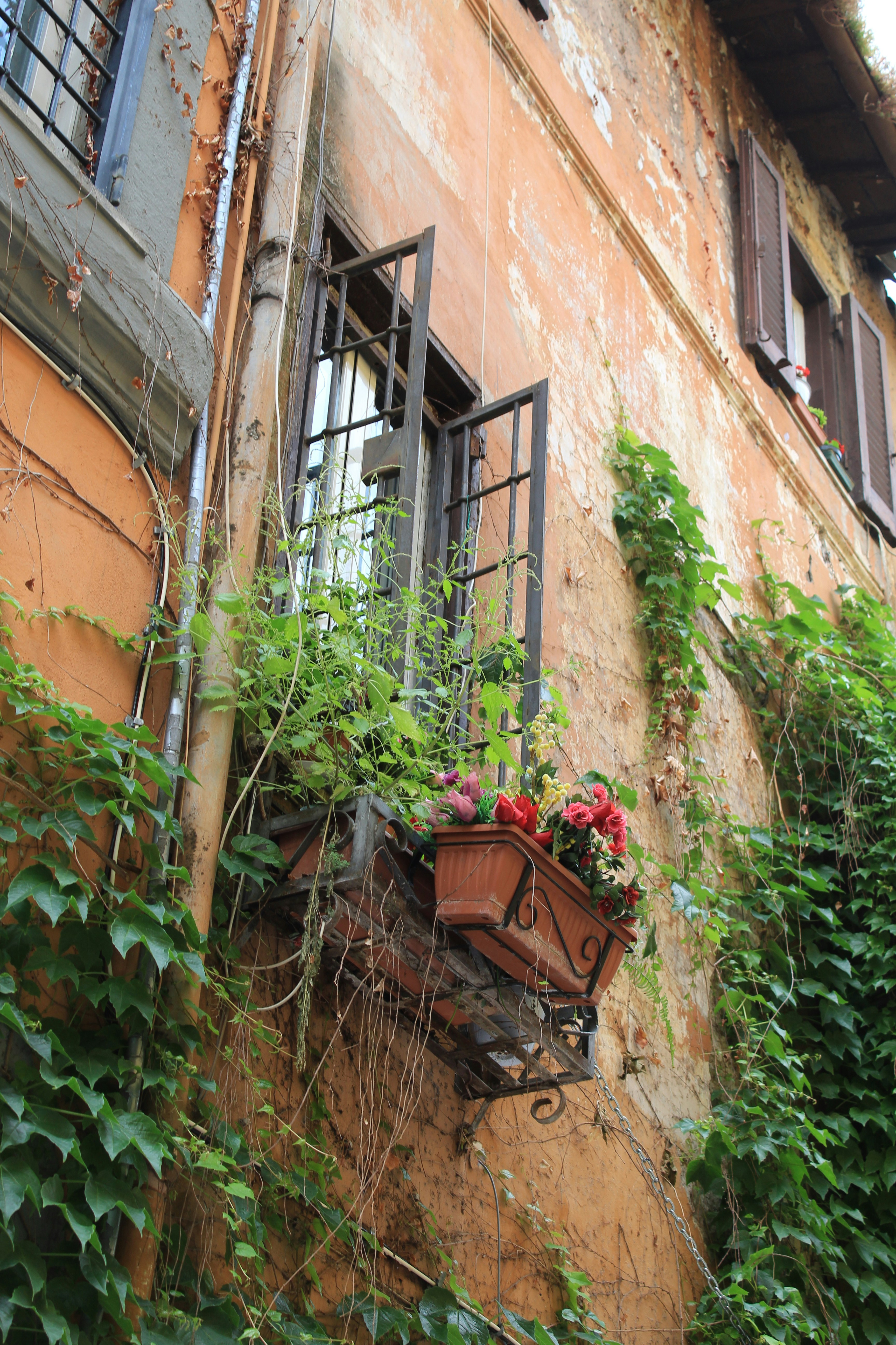 A charming window adorned with a vibrant flower box, surrounded by climbing ivy on a weathered orange wall. The scene captures the harmony between nature and architecture.