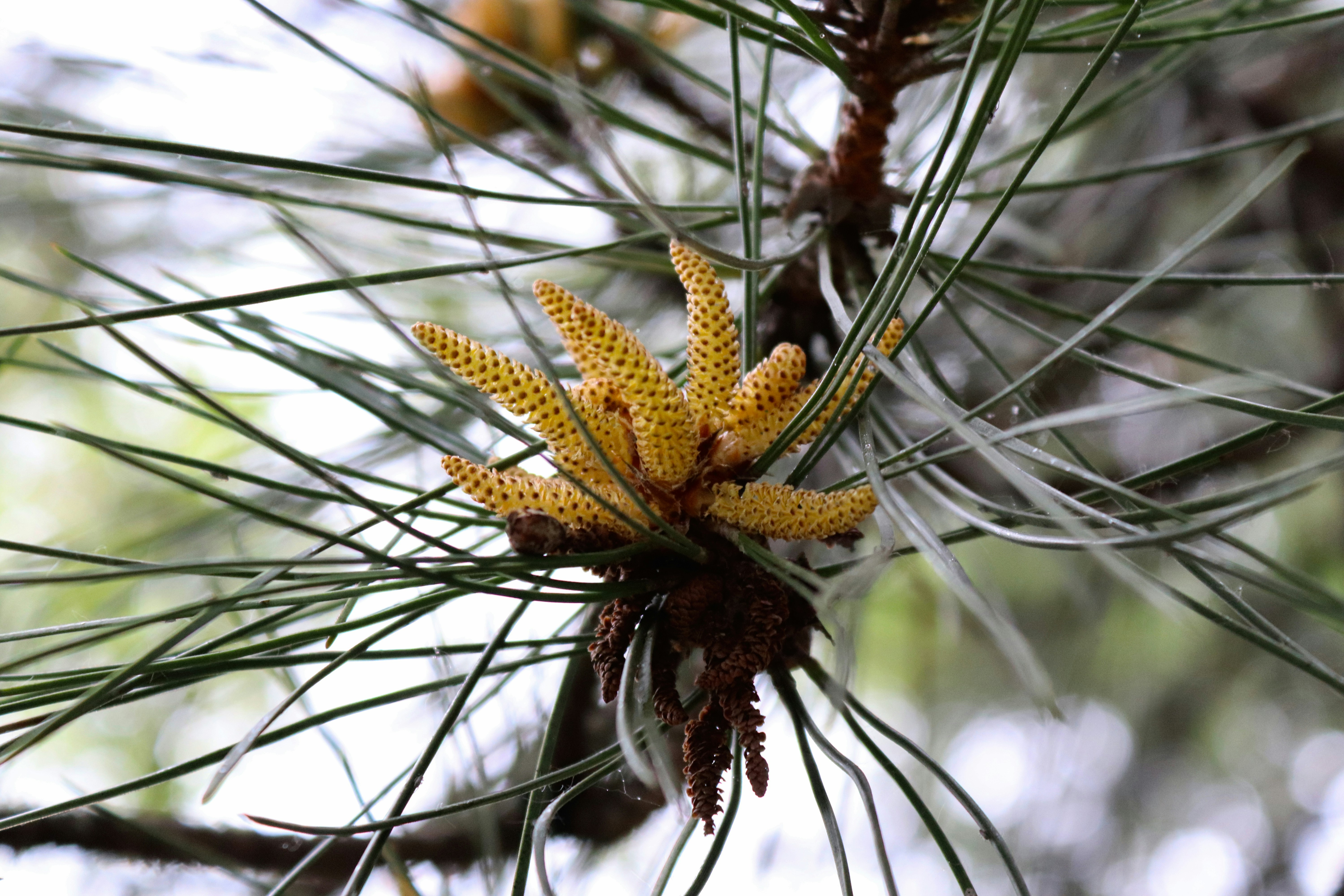 Crown of Pine: a sunlit yellow rosette unfurling among emerald needles