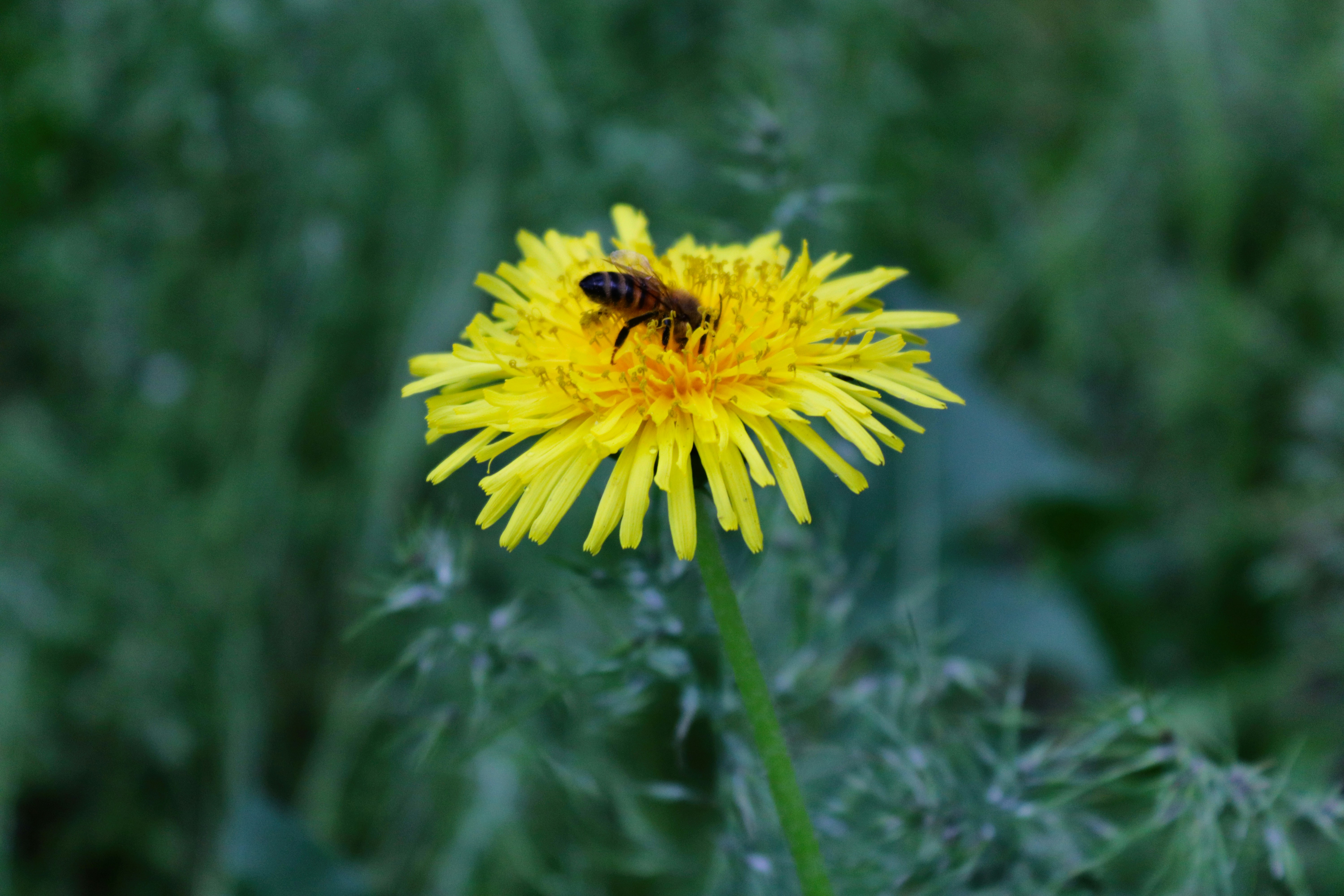 Bee Basking on a Sunlit Dandelion Amid Velvet Green