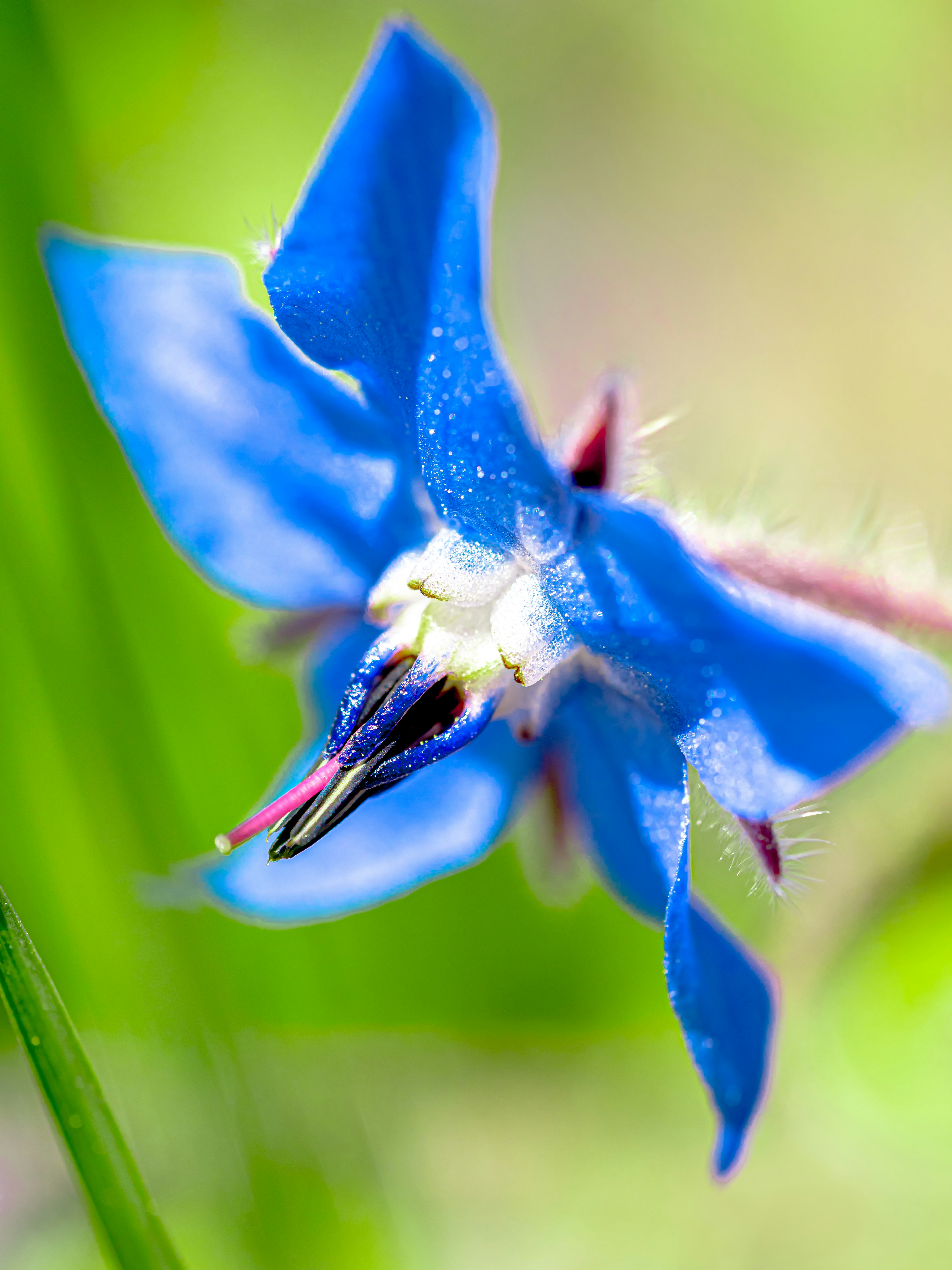 macro fleur