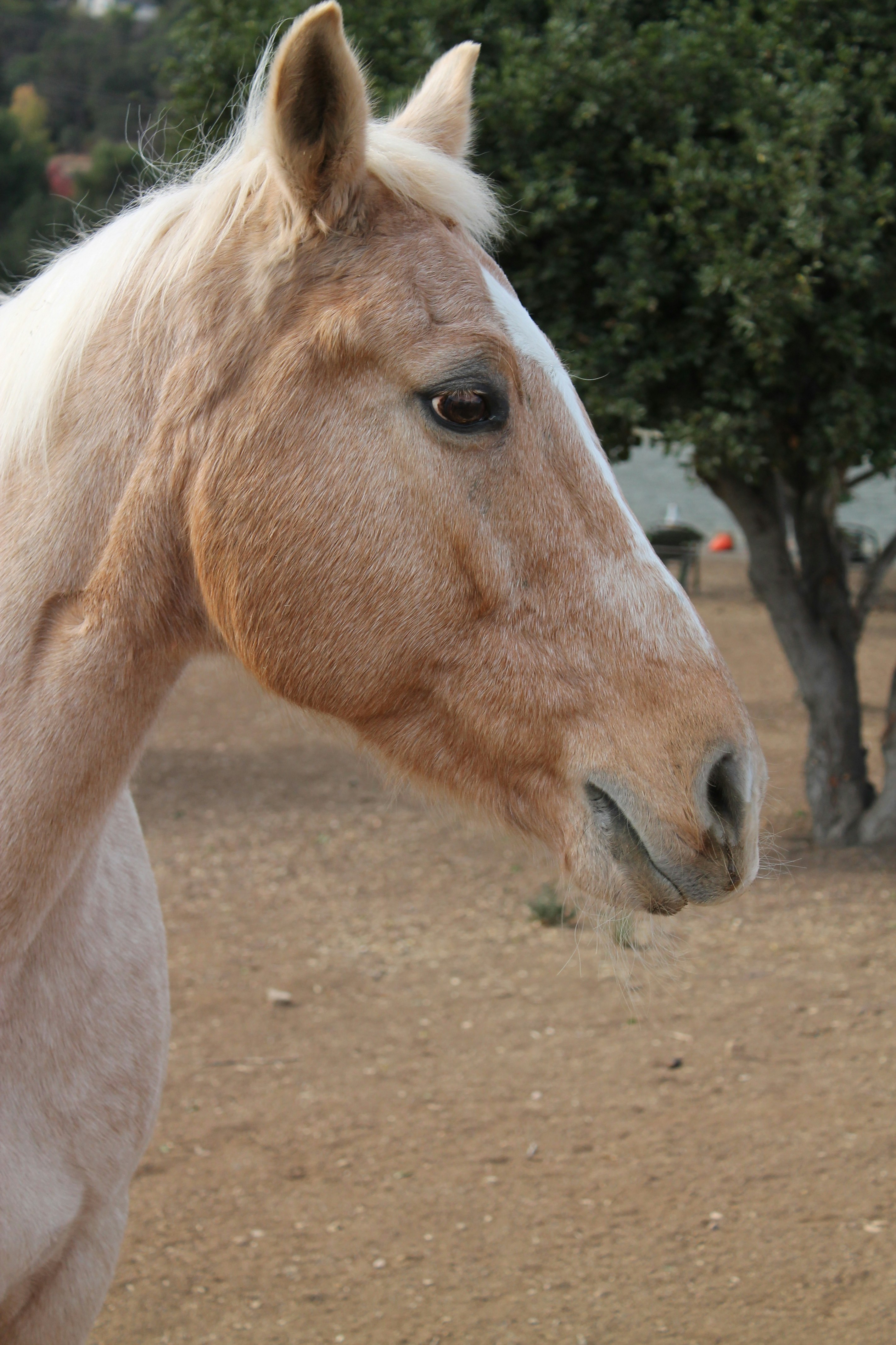 Profile in Quiet Light: A Palomino's Gaze