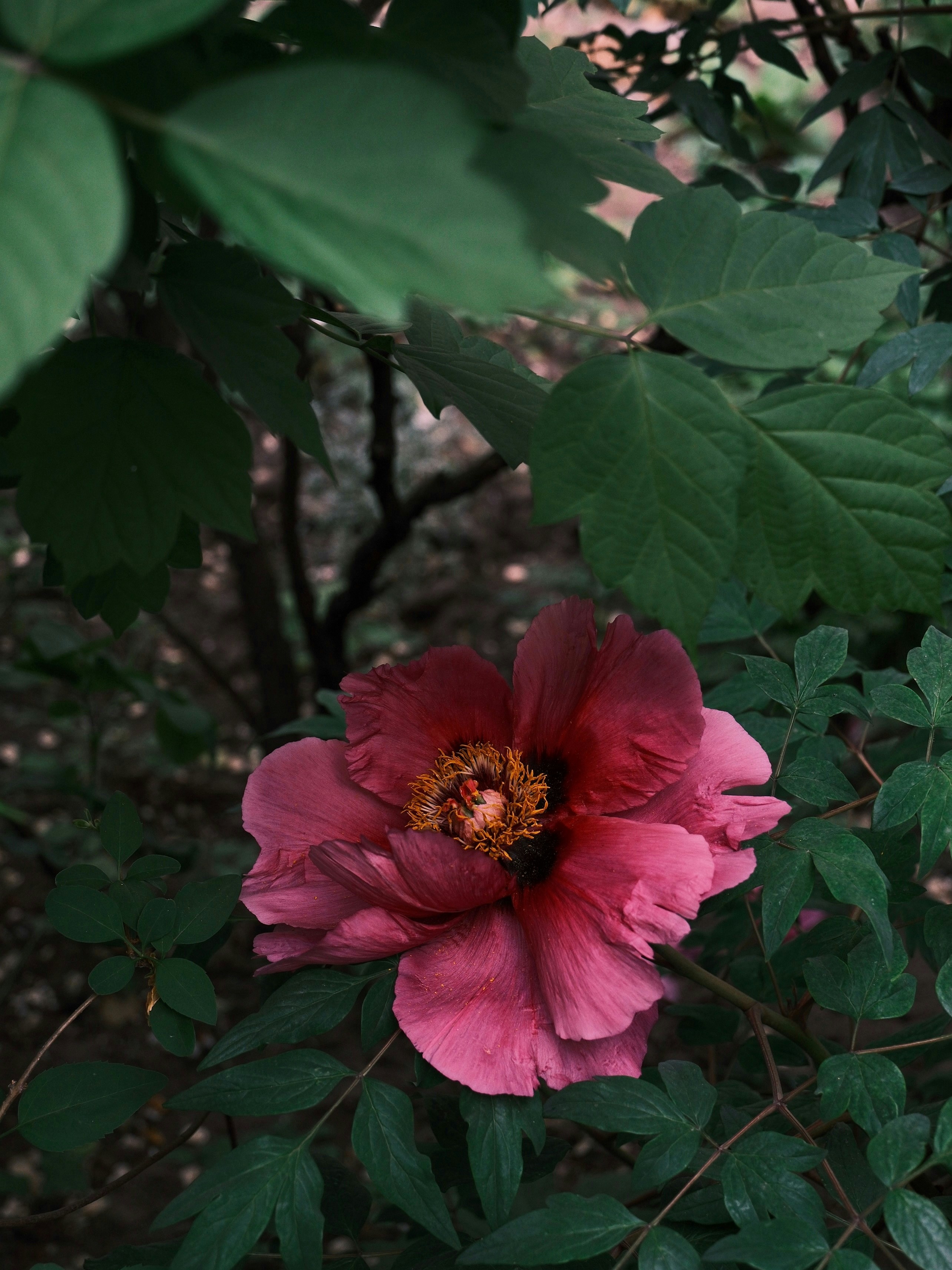 Pink Hibiscus Emerges Through a Shadowed Green Canopy