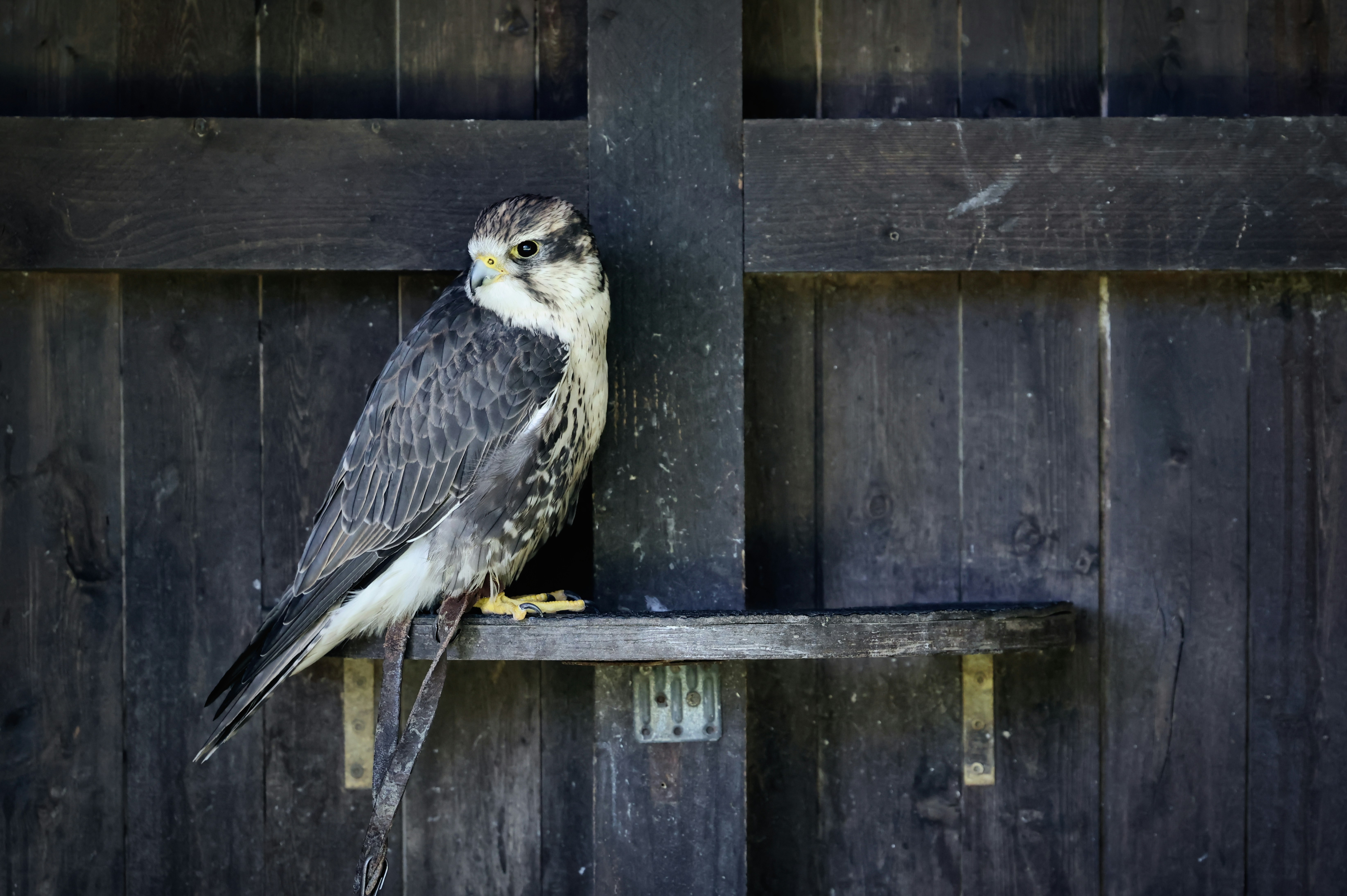 Roofline Red-tailed Visitor: A Hawk Perched on Weathered Wood