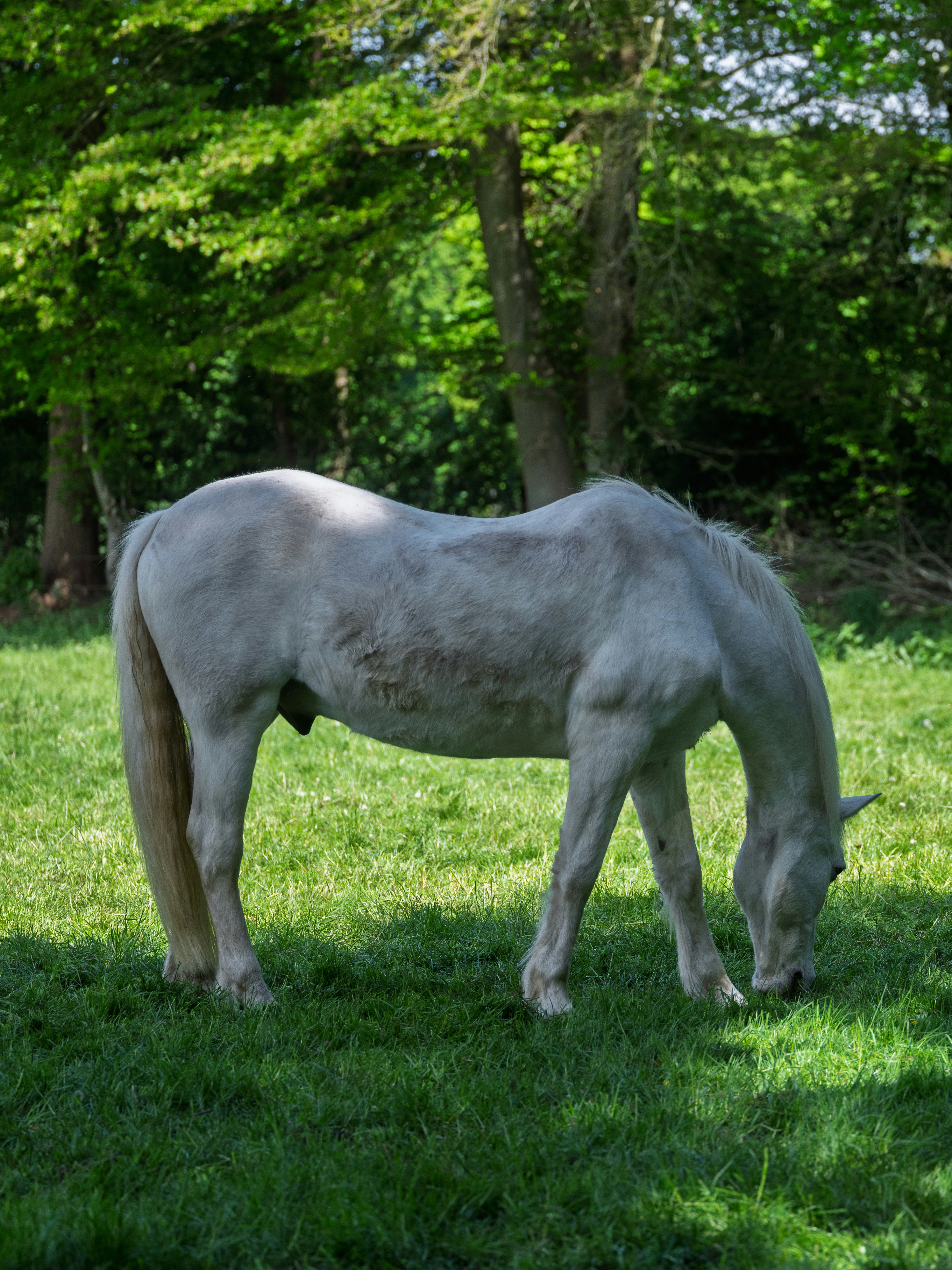 Grazing in Dappled Light: A White Mare in the Meadow