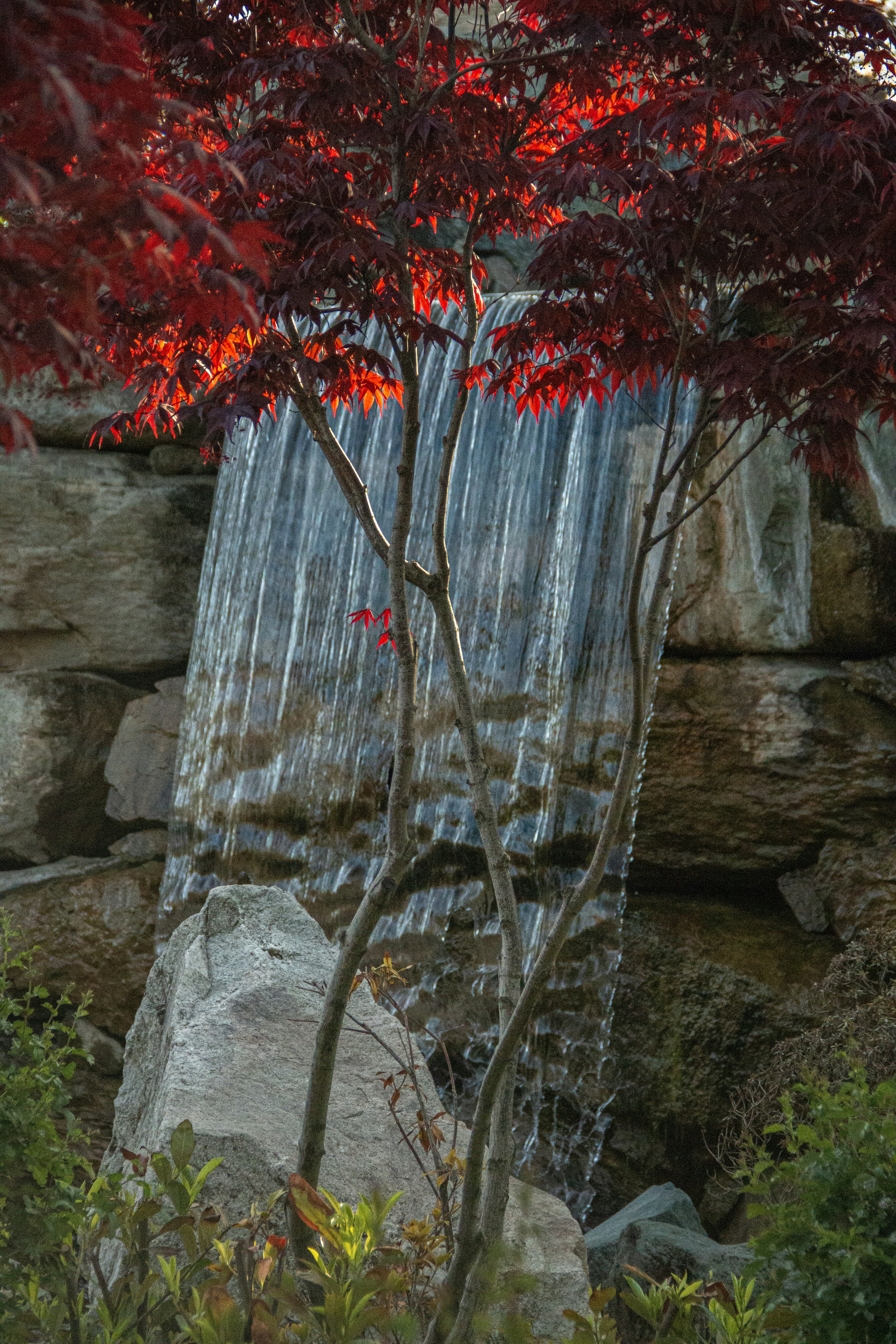 Crimson Canopy Framing a Quiet Cascade