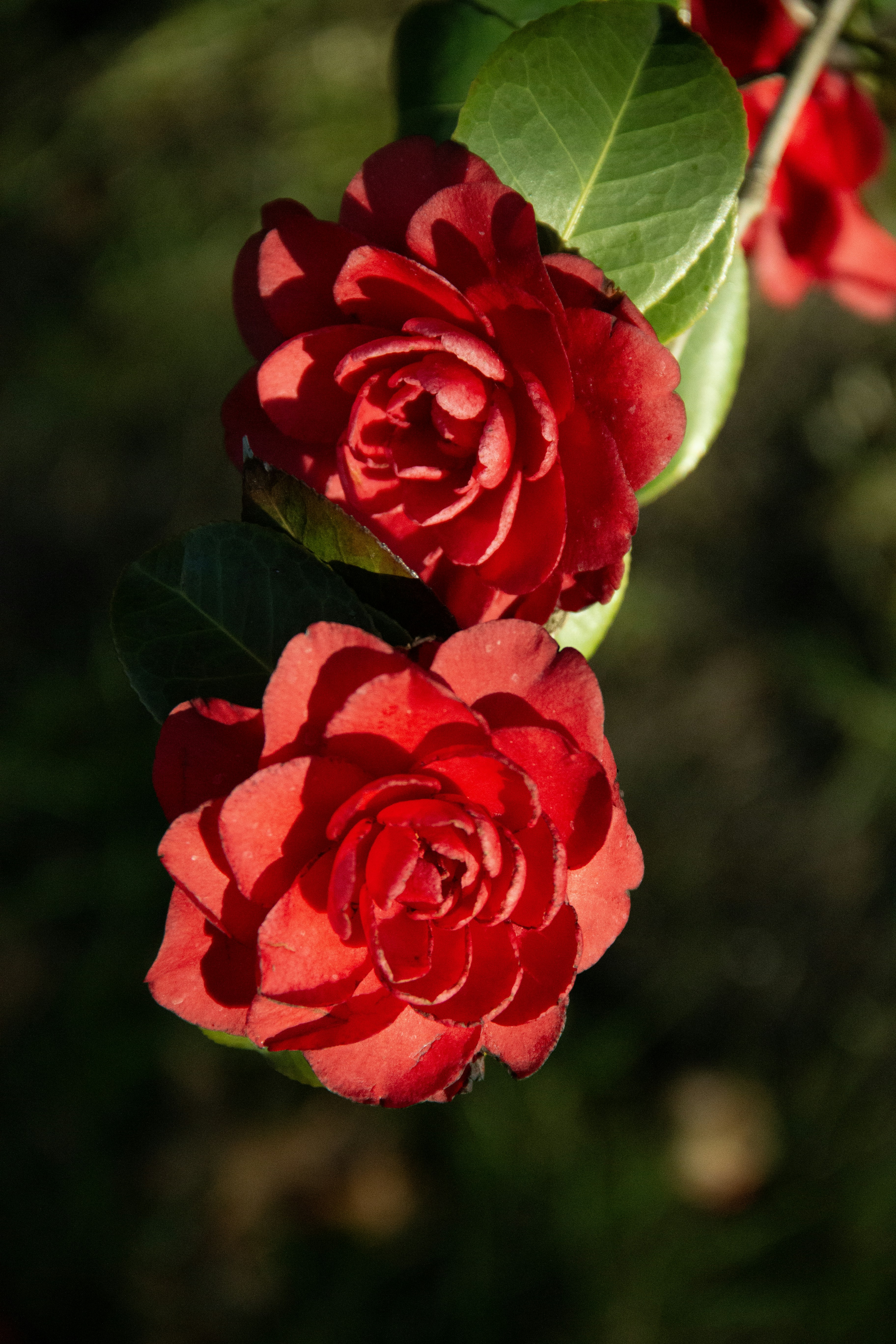 Two vibrant red roses bloom in the sunlight. photo – Free Image on Unsplash