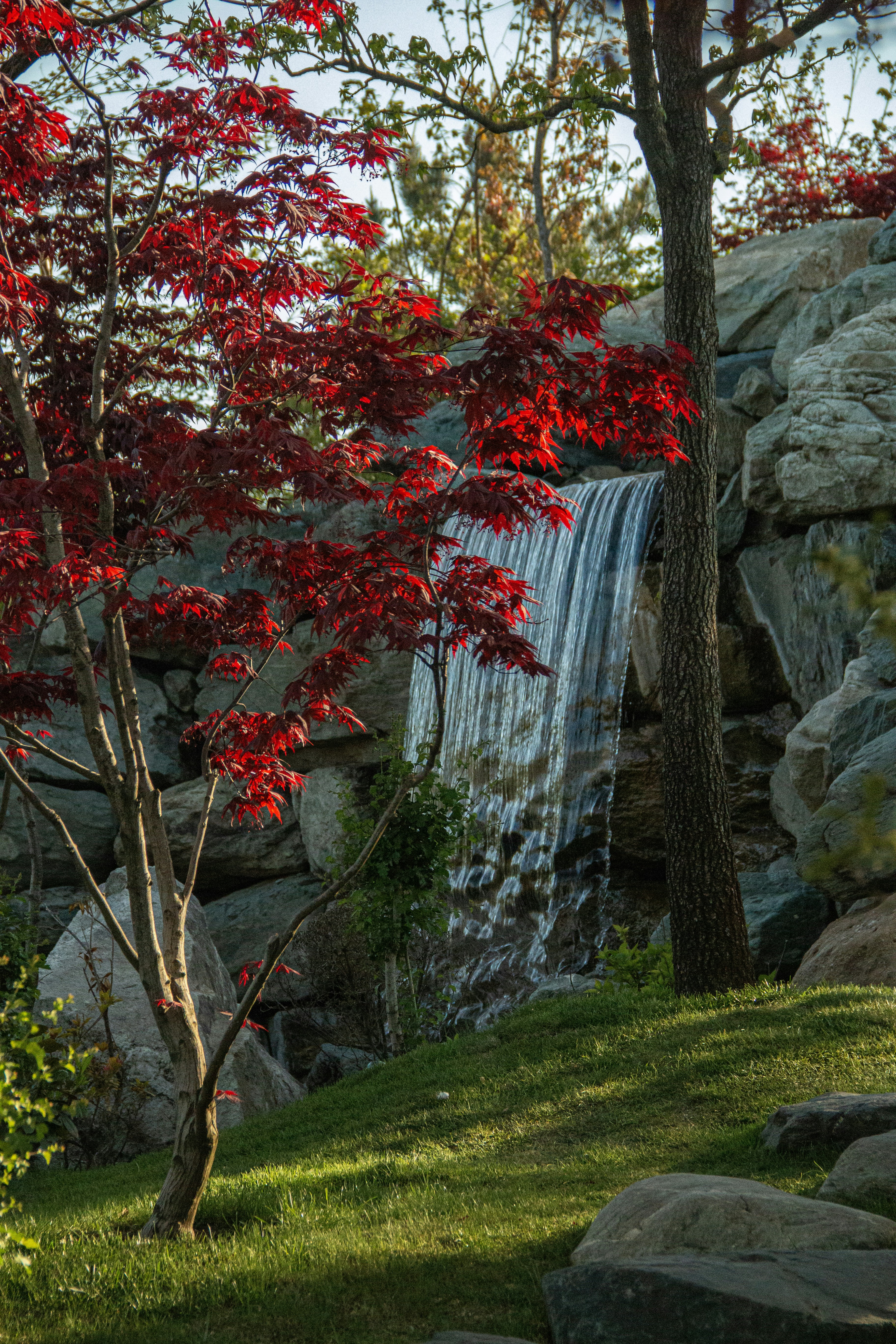 Crimson Maple Framing a Quiet Cascade in a Sunlit Garden