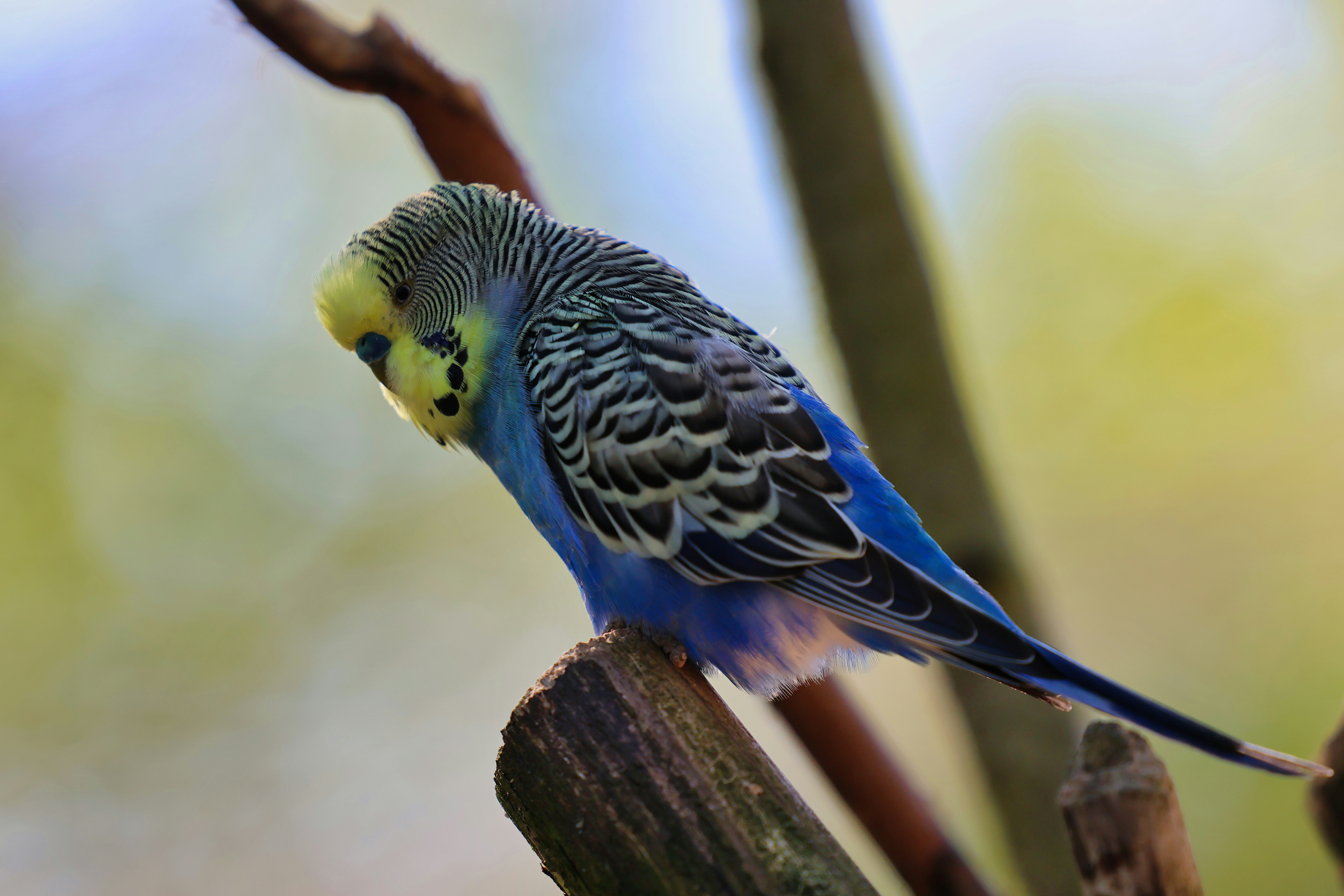 Azure Perch: A Budgerigar's Quiet Preen in Spring Light