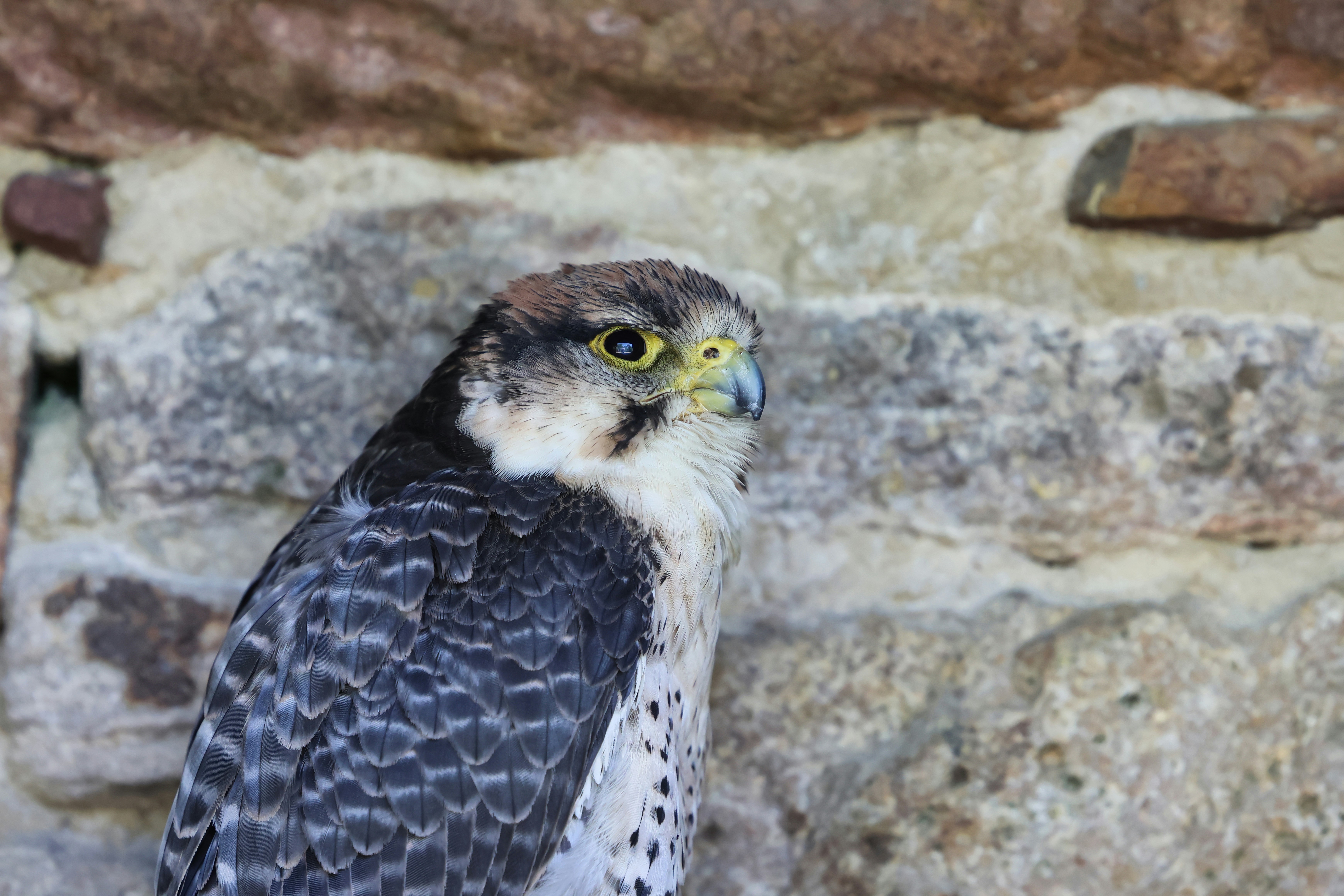 A falcon perches in front of a stone wall. photo – Free Vogel Image on ...