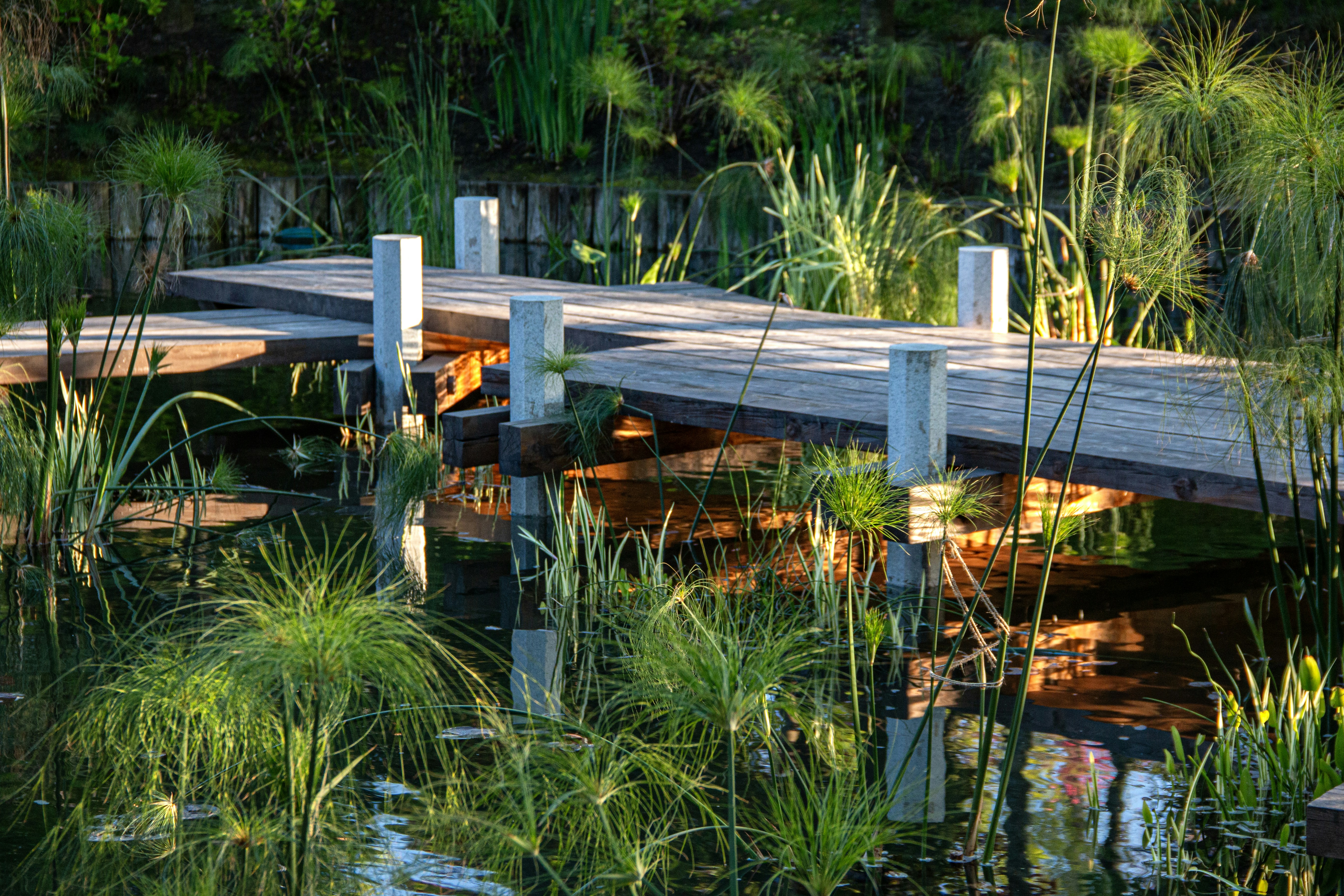 Whispering Boardwalk: Morning Light over Reflected Reeds