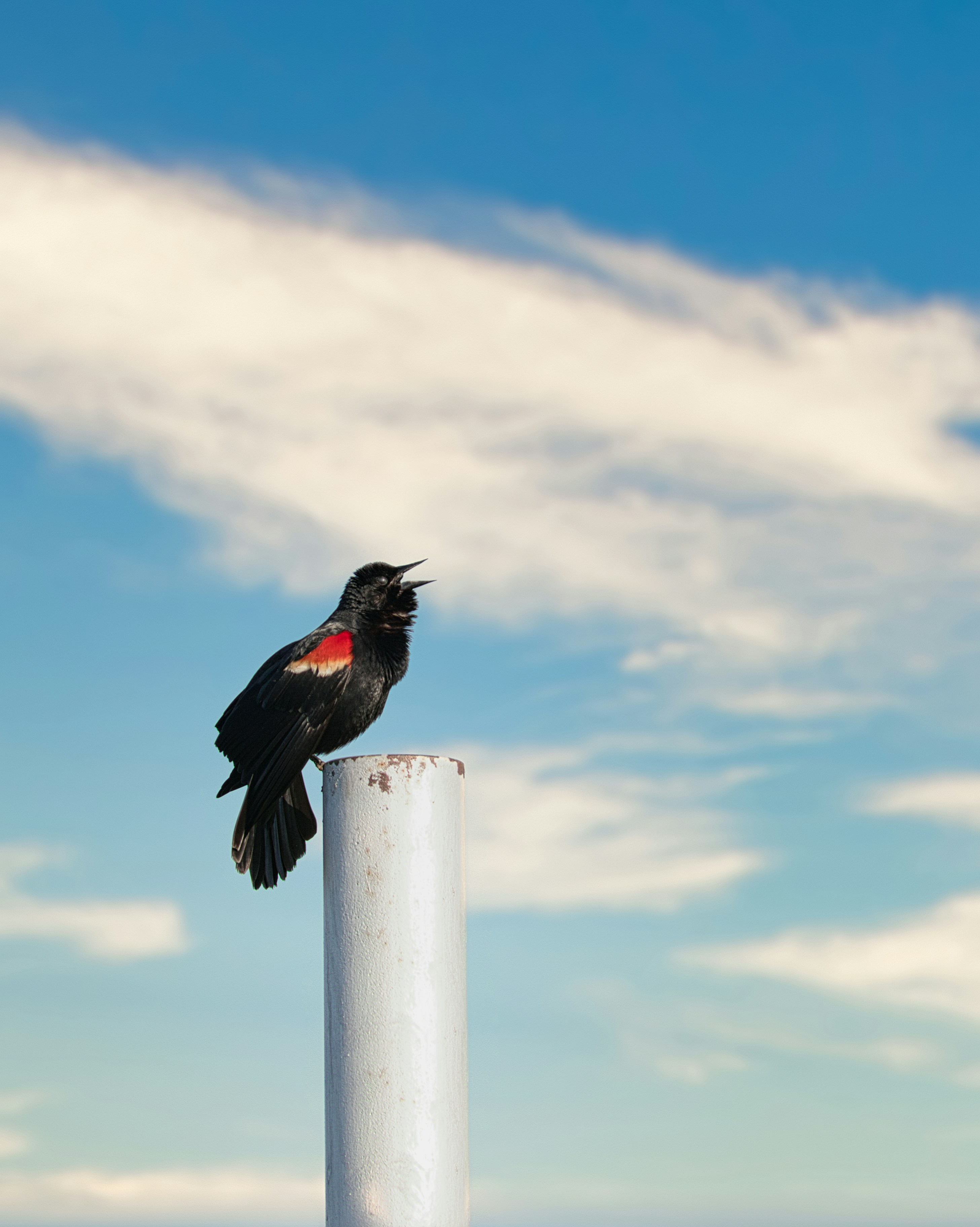 Red-winged Blackbird on a Weathered Post Against a Cerulean Sky