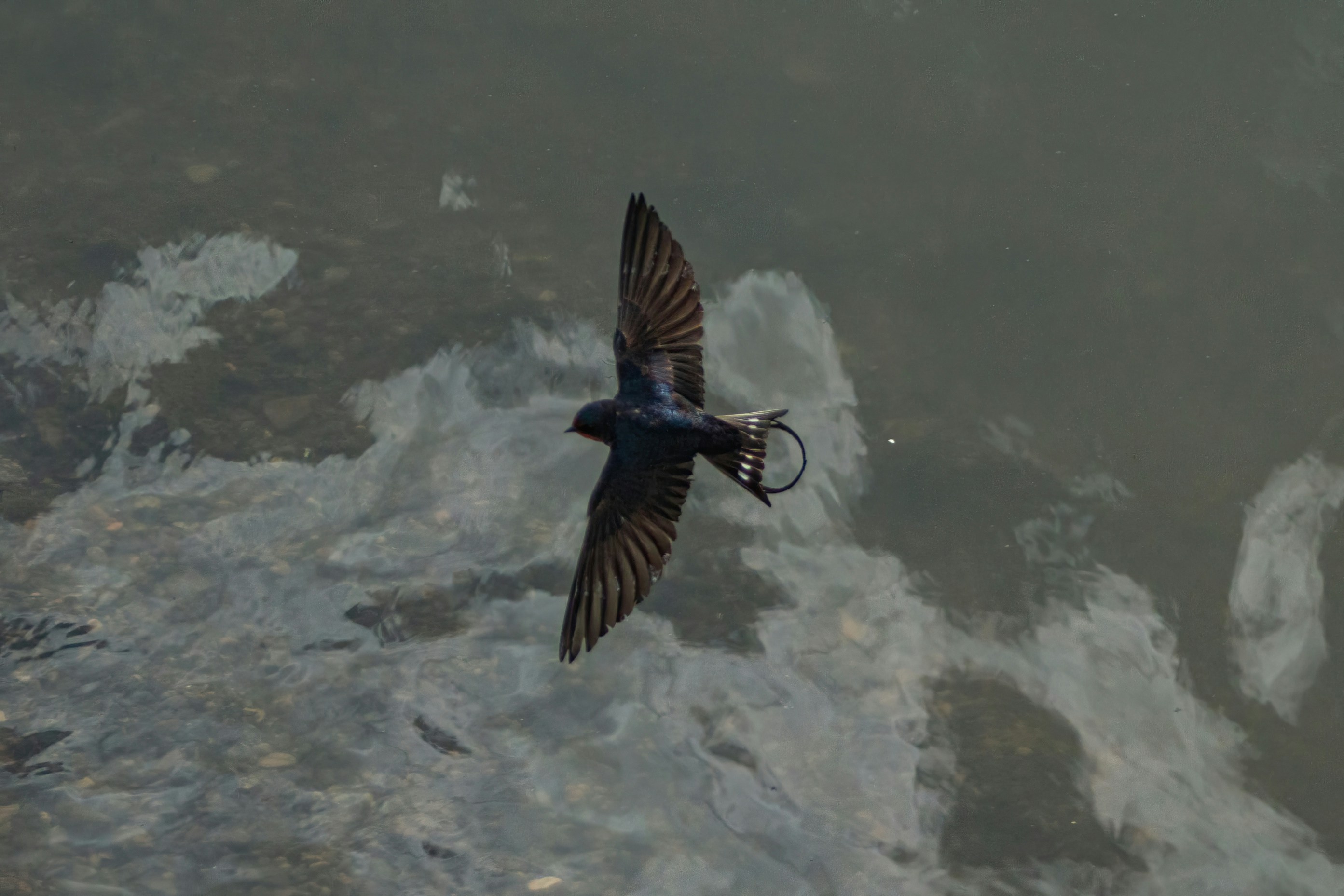 Midflight Over Weathered Granite: A Dark Swallow Carves the Air