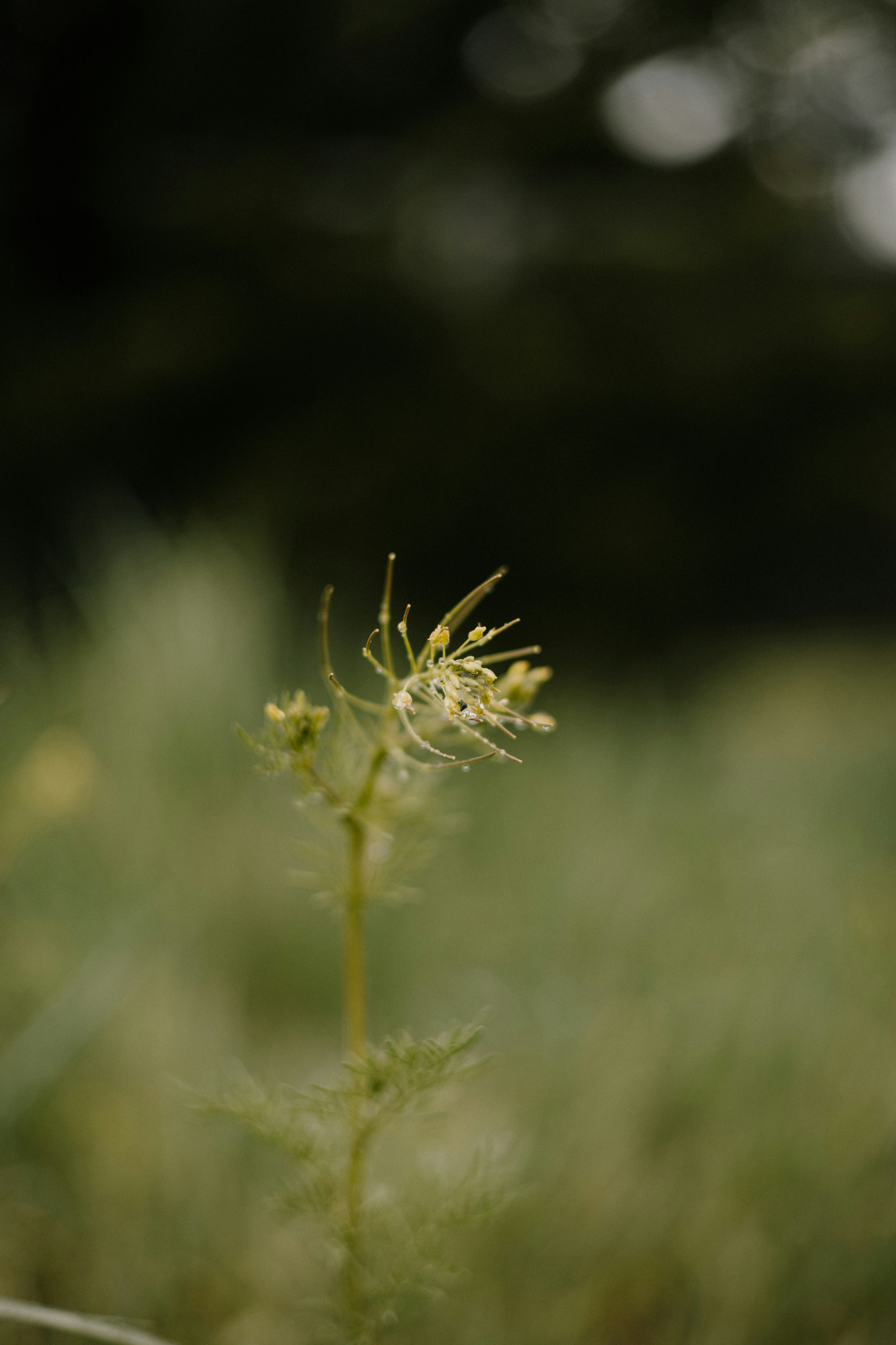 Delicate wildflower stands tall amidst a soft, blurred green backdrop, highlighting the beauty of nature's subtleties.