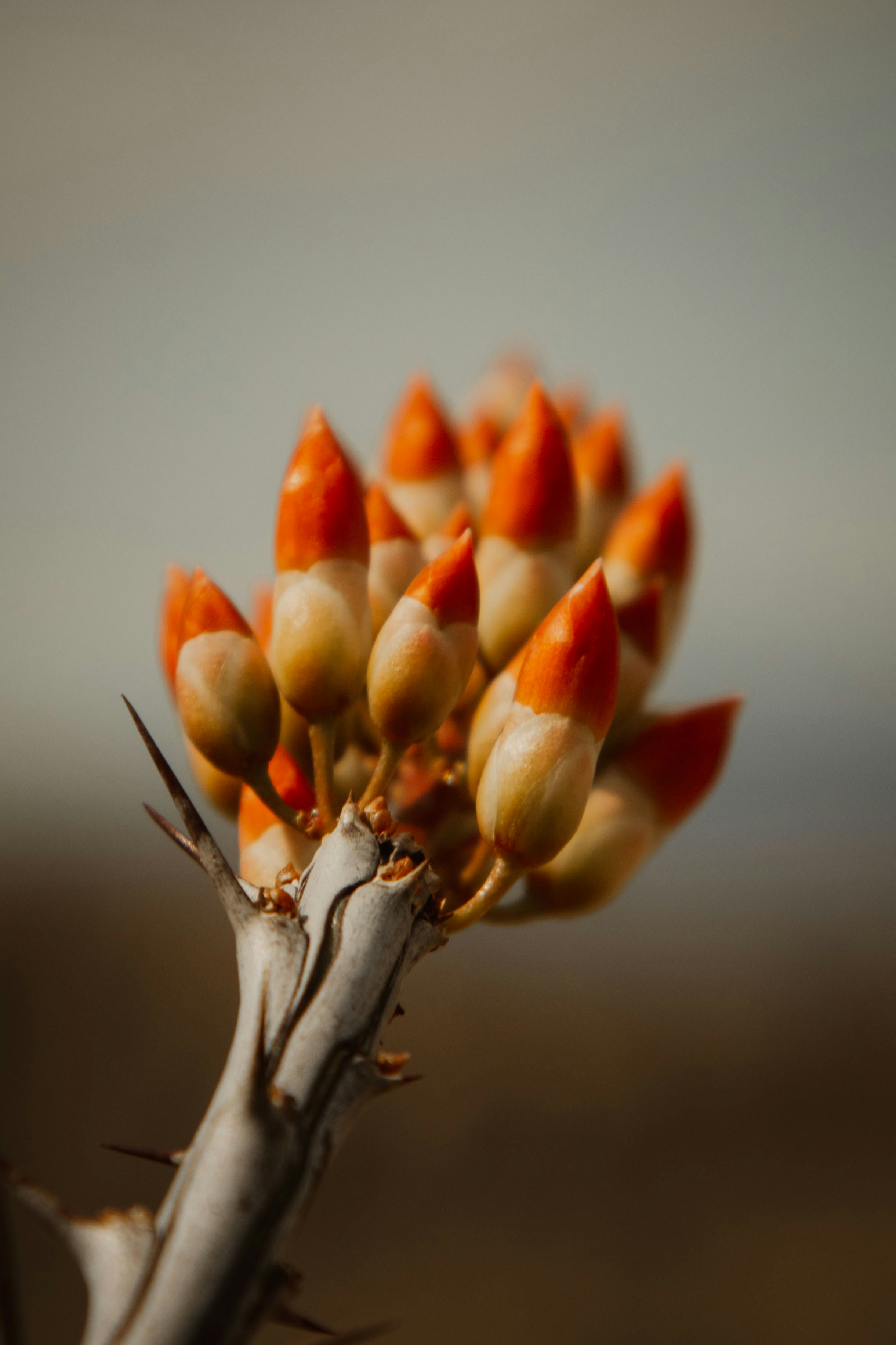Emerging Blooms: Nature's Palette