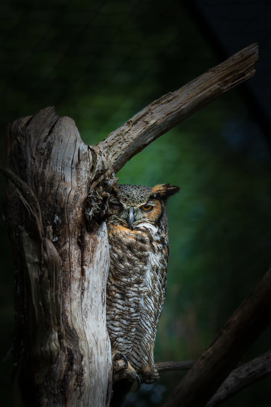 A camouflaged owl peers out from behind a rough, broken tree trunk against a dark green forest background. Its bright eye and striped plumage stand out in the low light.