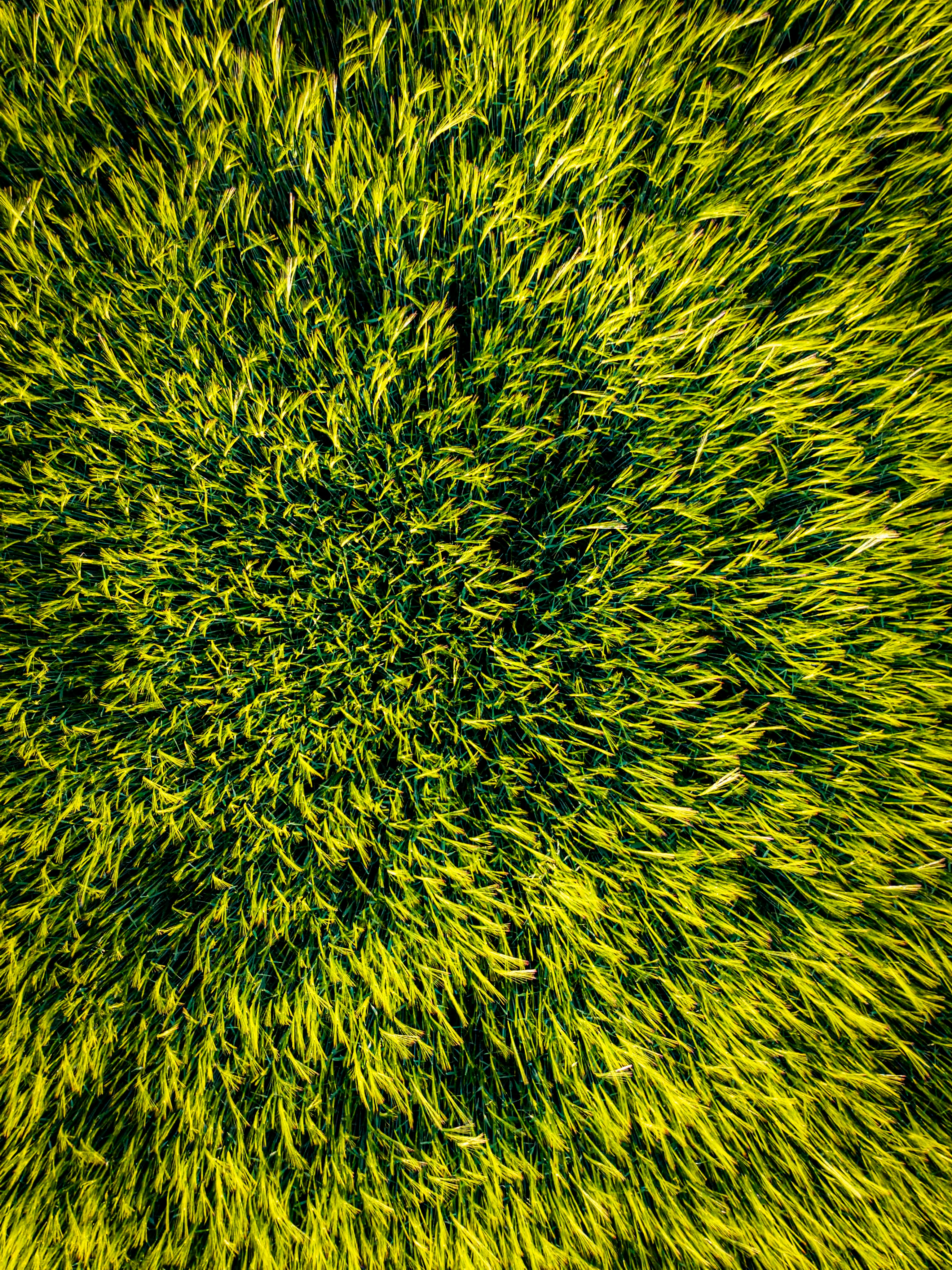 Spiral of Golden Grasses: An Aerial Field Portrait