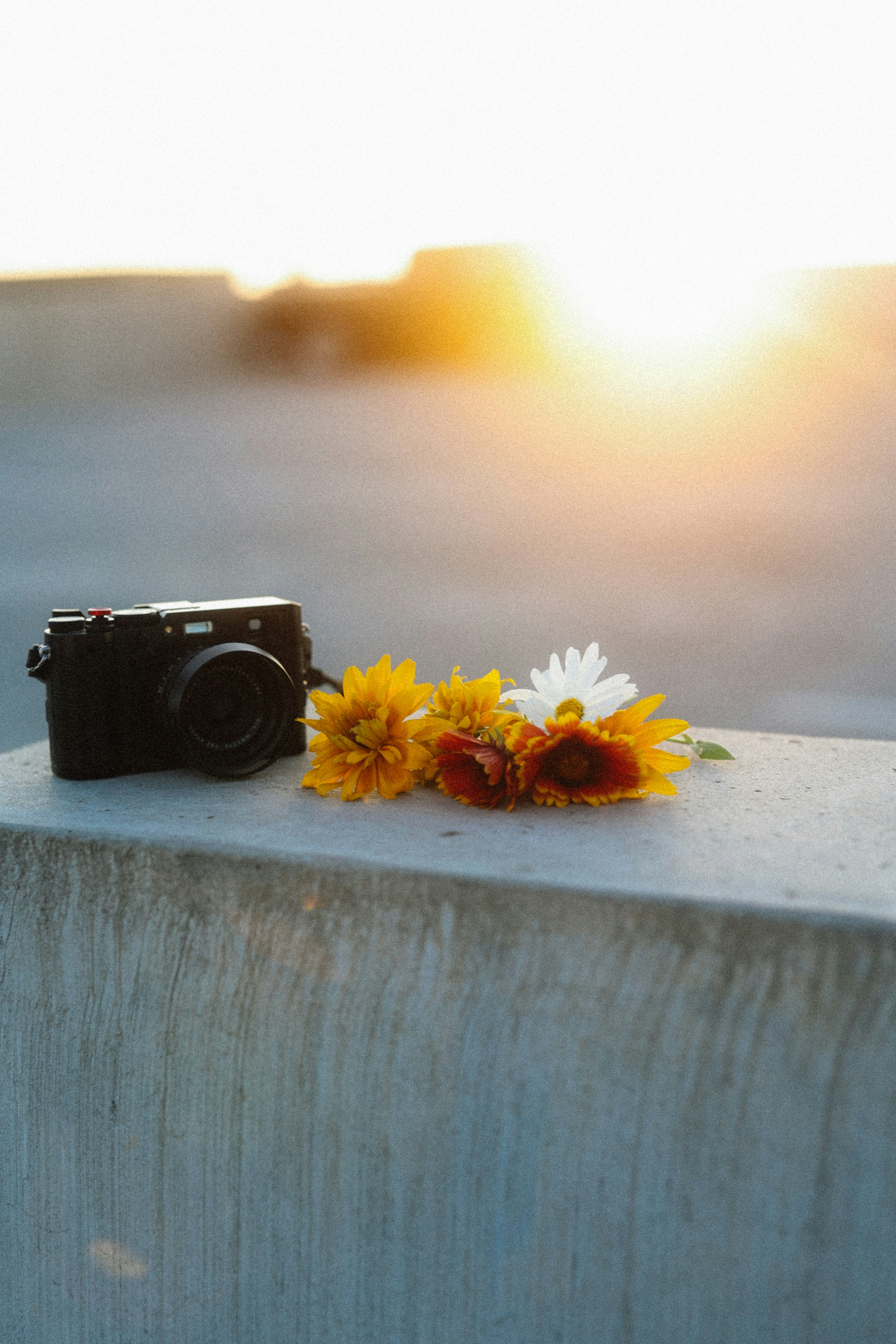Câmera, flores e pôr do sol: capturando a beleza. foto – Imagem grátis ...