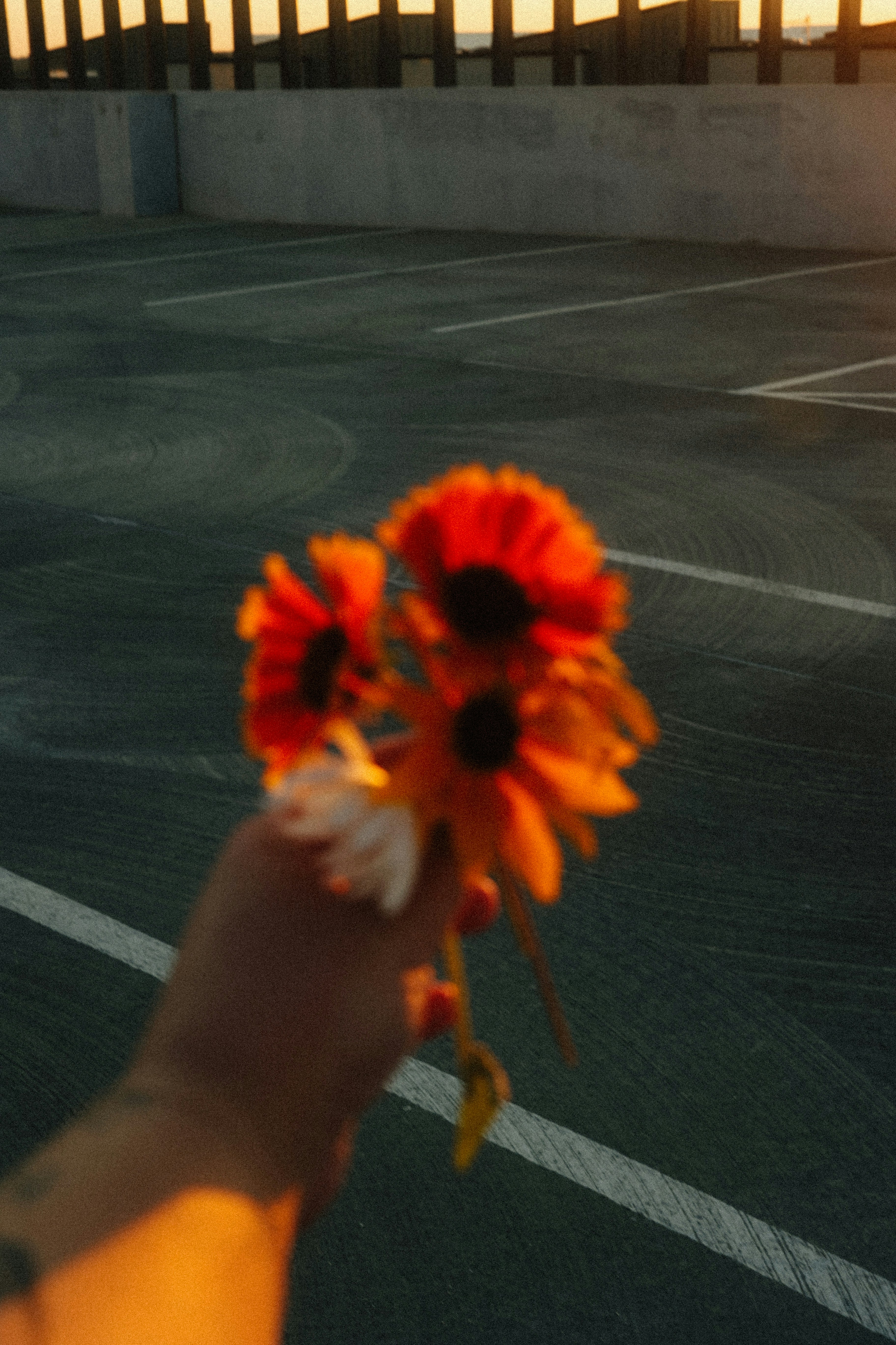 Sunflowers at Dusk: A Tender Bouquet in a Quiet Parking Lot