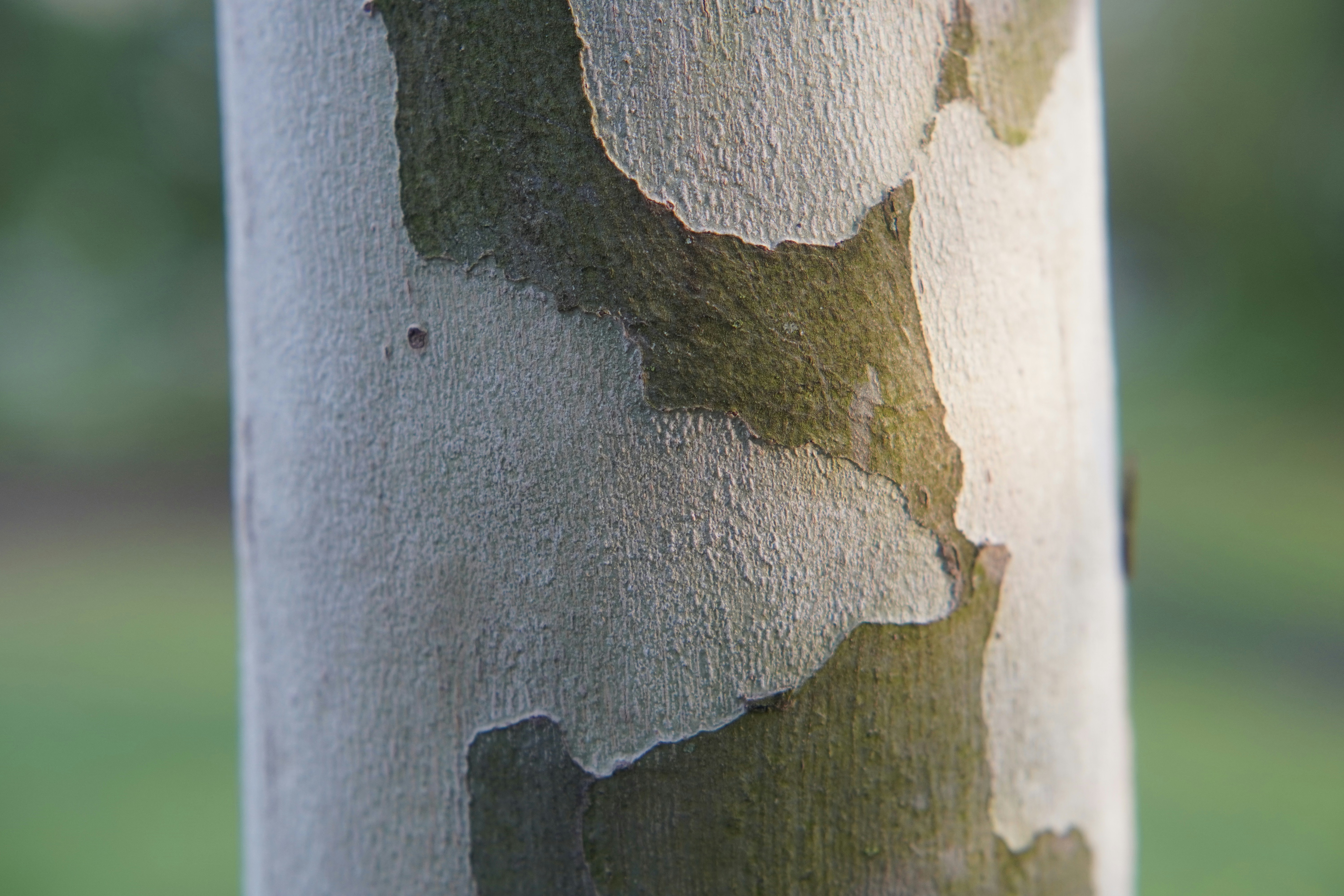 Tree bark shows a unique, mottled pattern. photo – Free Wood Image on ...