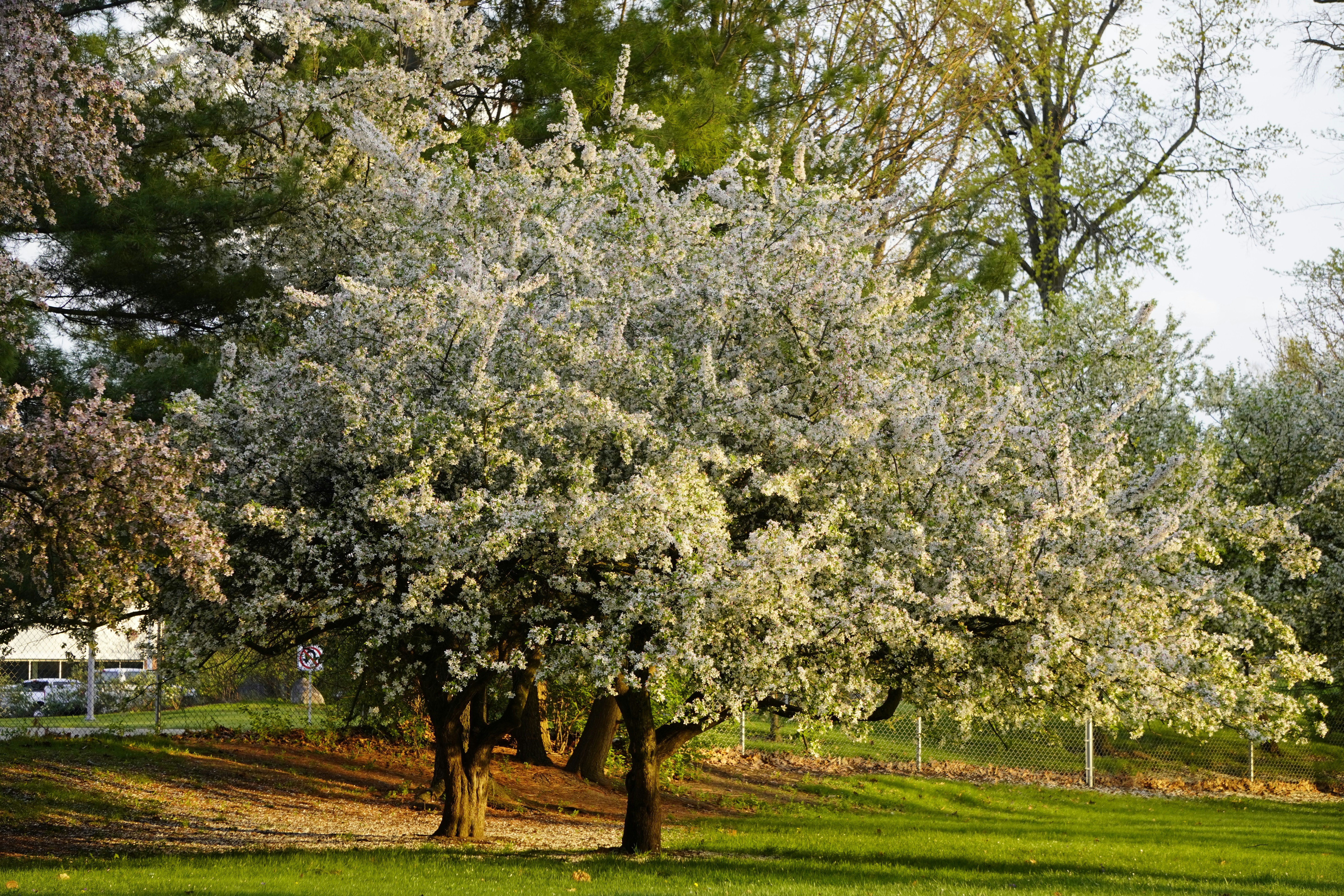 Blossoming Orchard: A Shaded Canopy of White in the Park