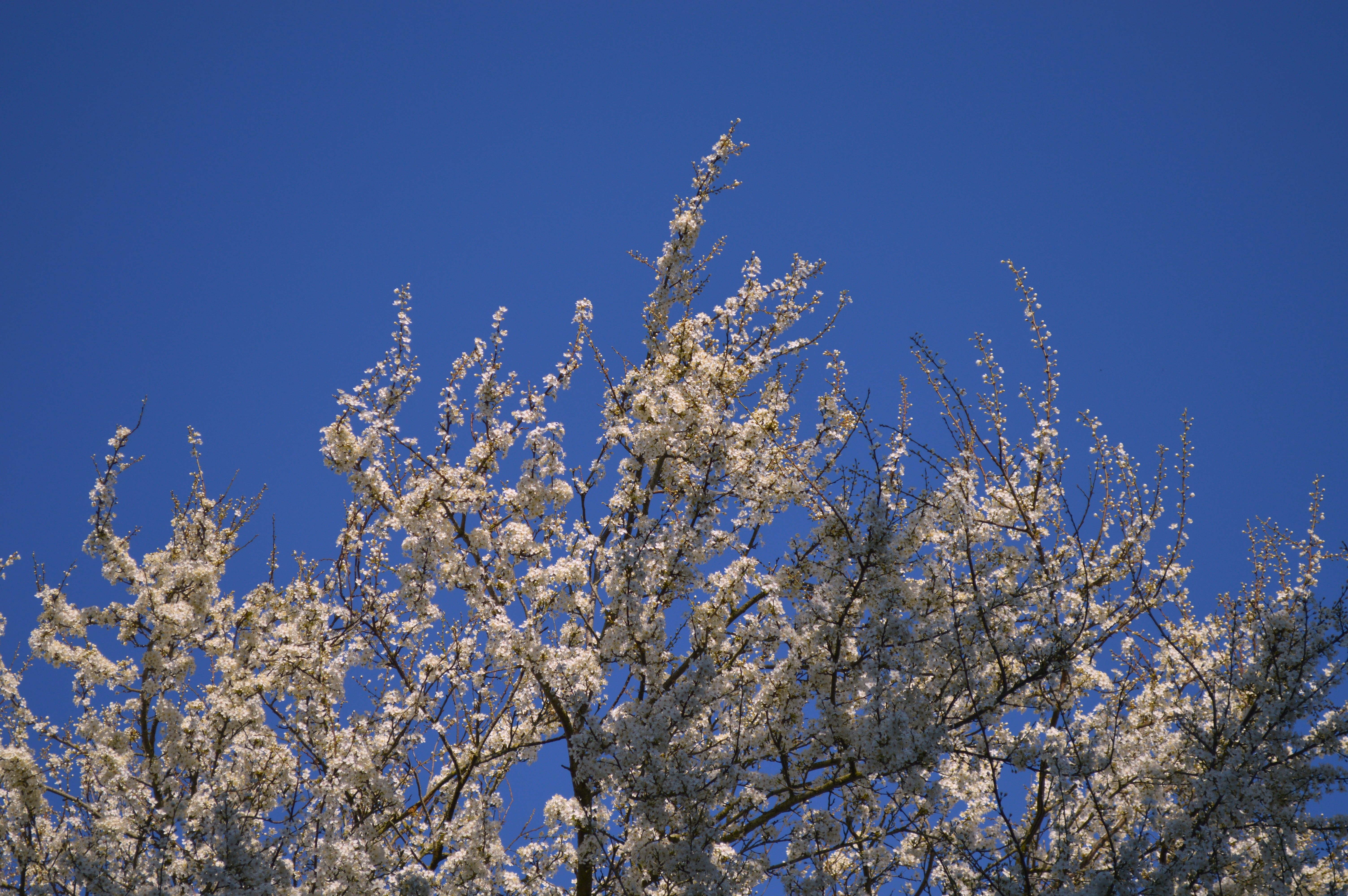 Blue Sky, White Bloom: Spring's Crown Over a Blossoming Canopy