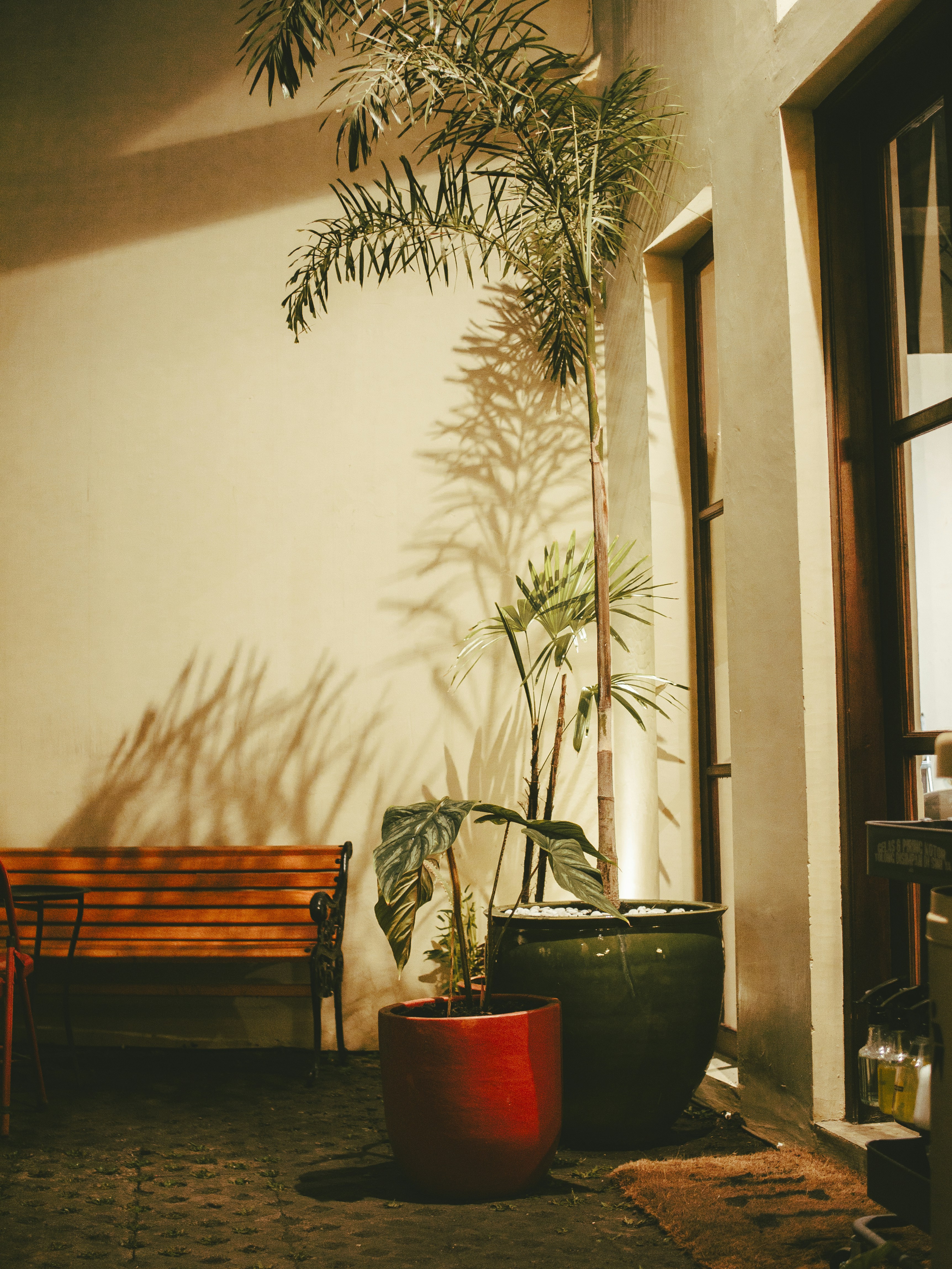Plants cast shadows on the warm, cozy interior. photo – Free Plant ...