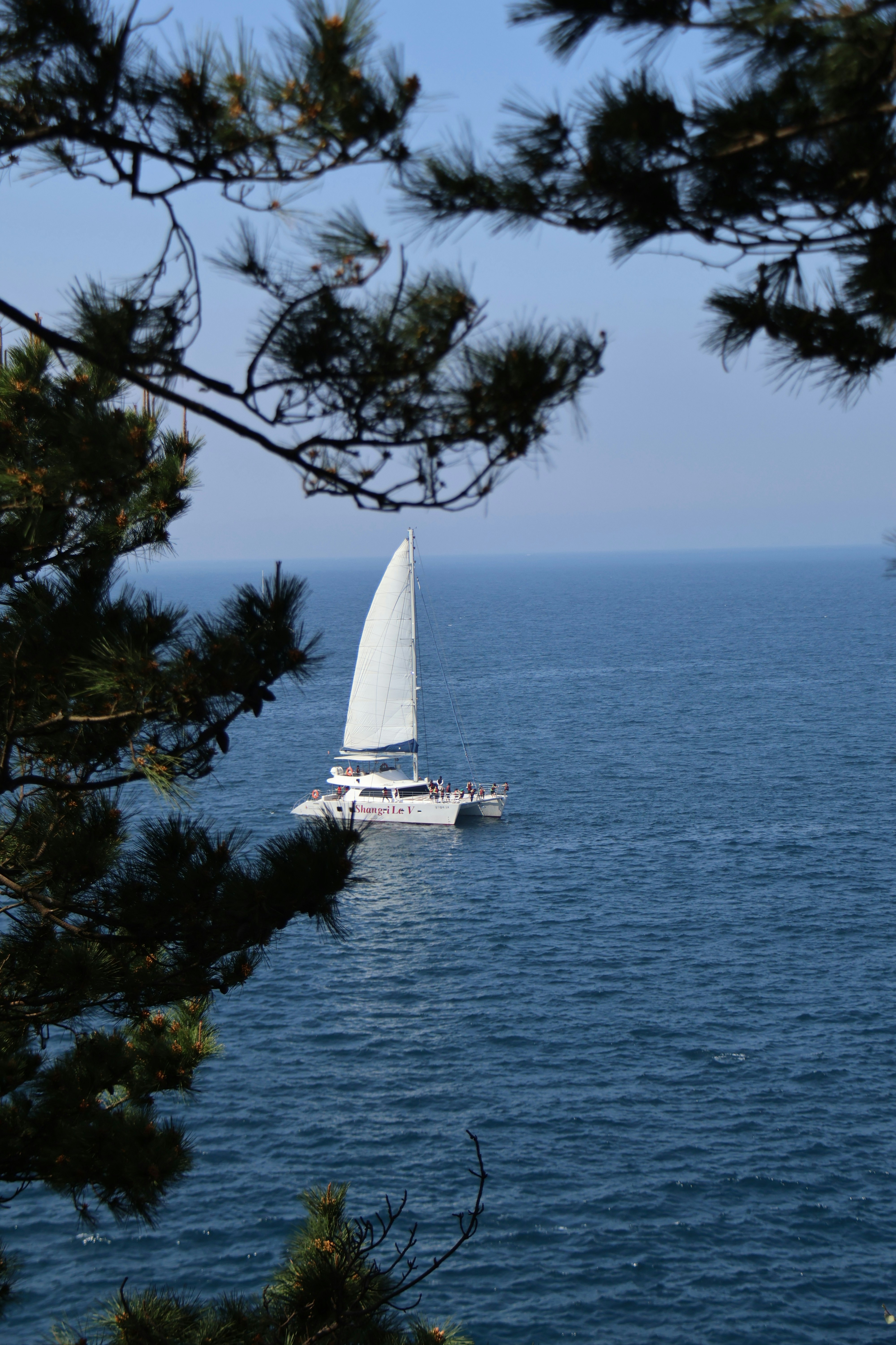 Sailboat gliding across calm waters, framed by lush pine branches above. The serene blue sea reflects the clear sky.