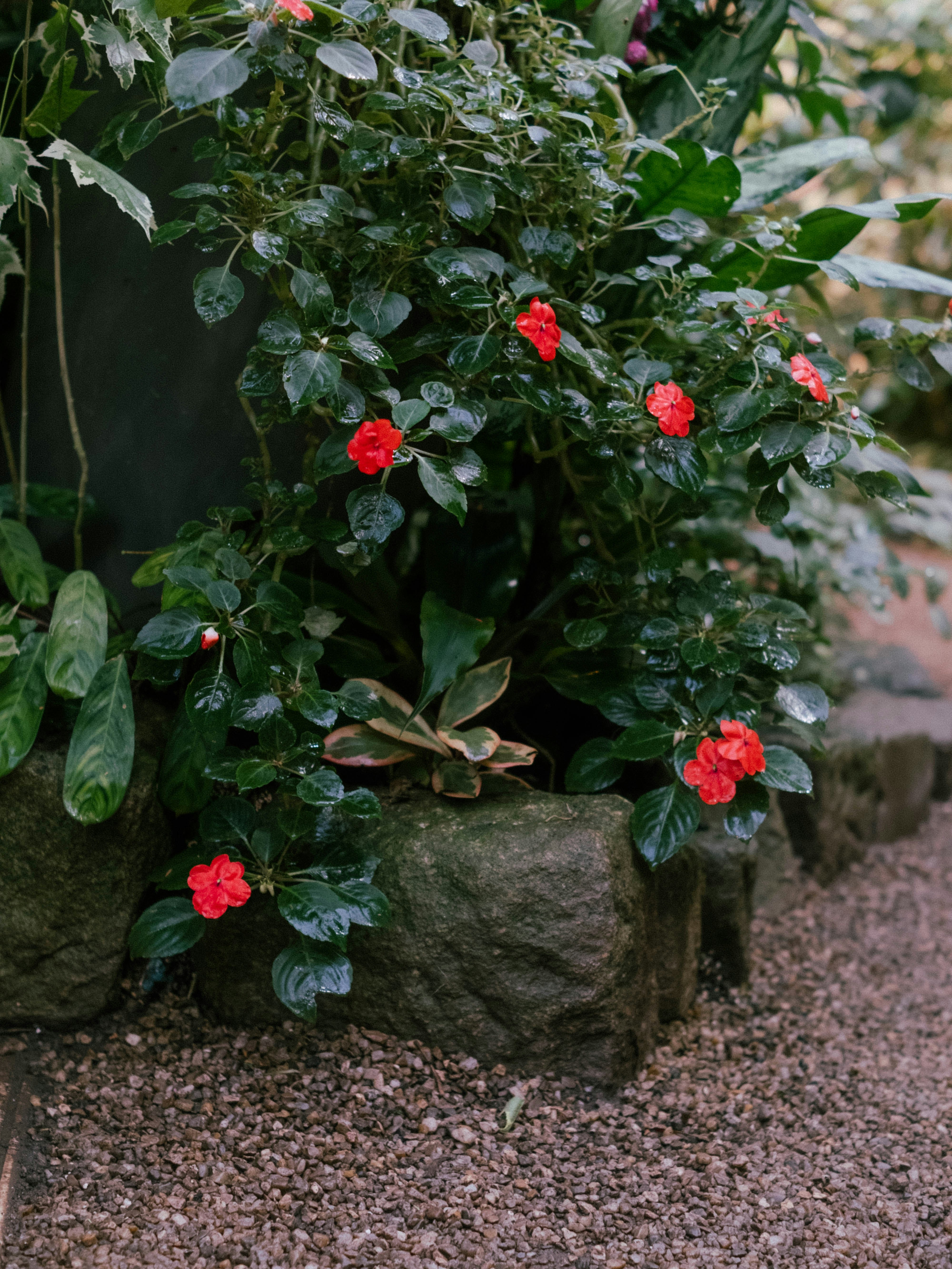 Crimson Begonias Framing a Mossy Stone Terrace