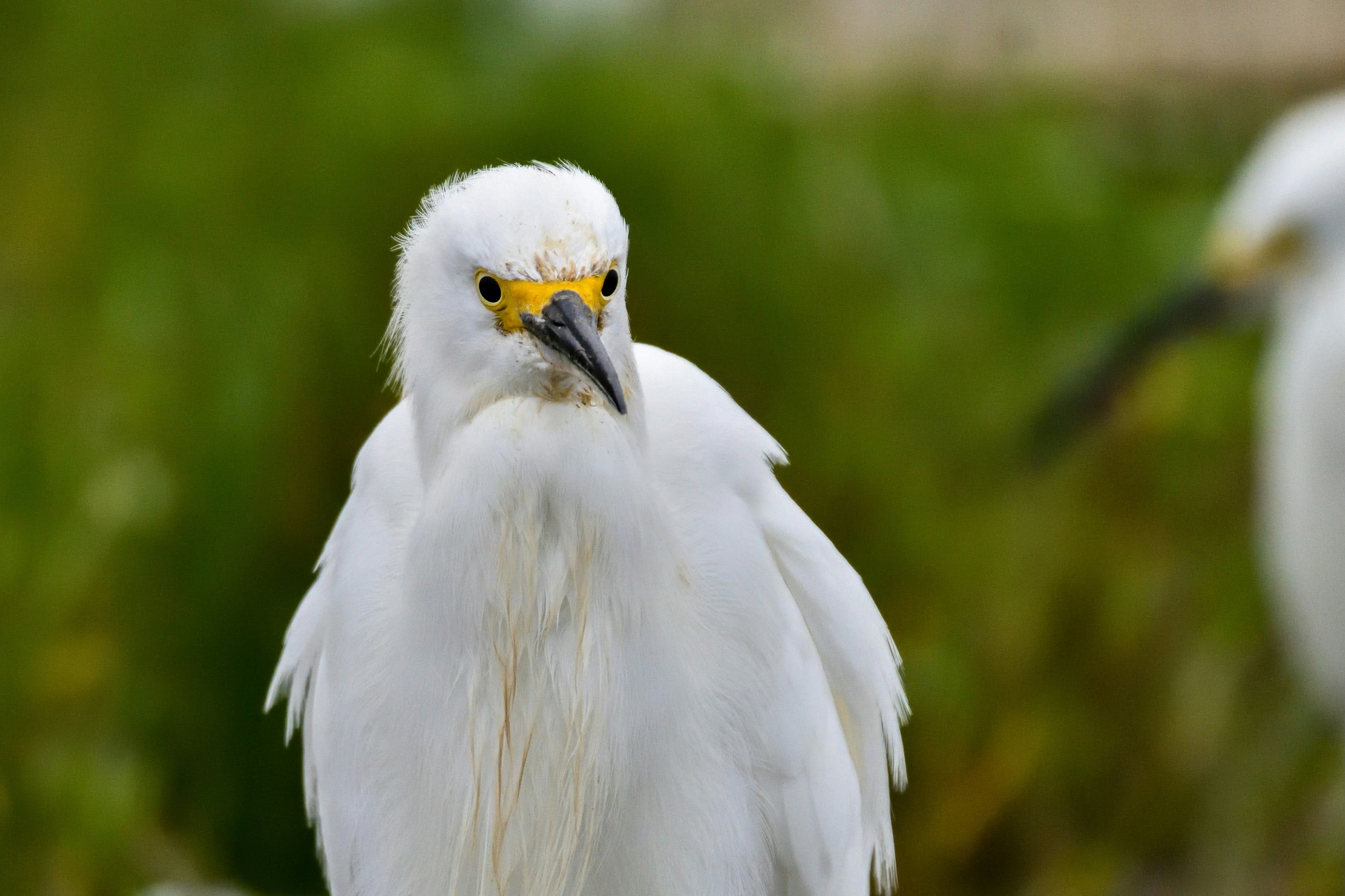 Whispers of the Wetlands: A Snowy Egret's Gaze
