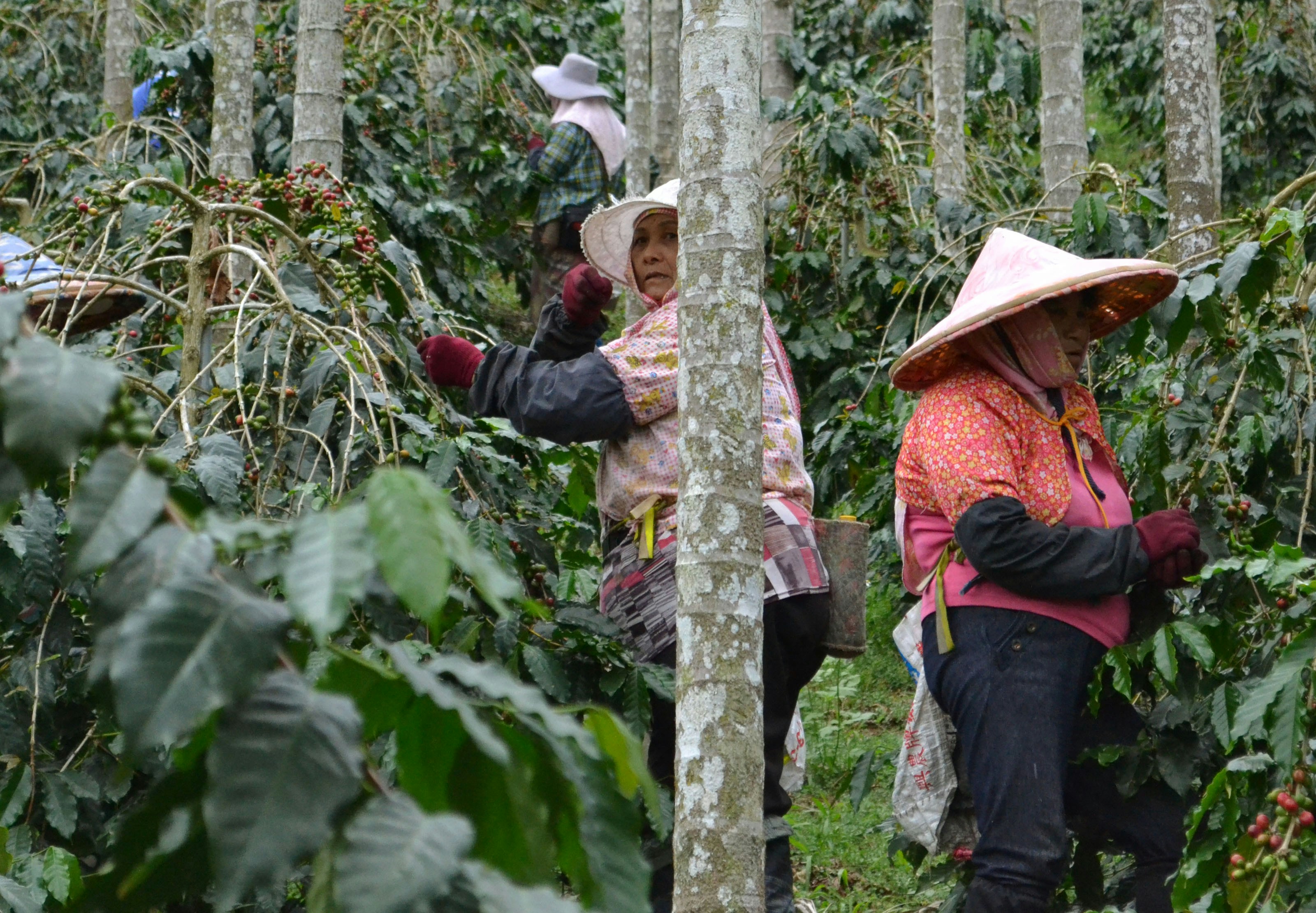 Local female workers picking coffee berries at a small coffee plantation in the mountains of Taiwan.